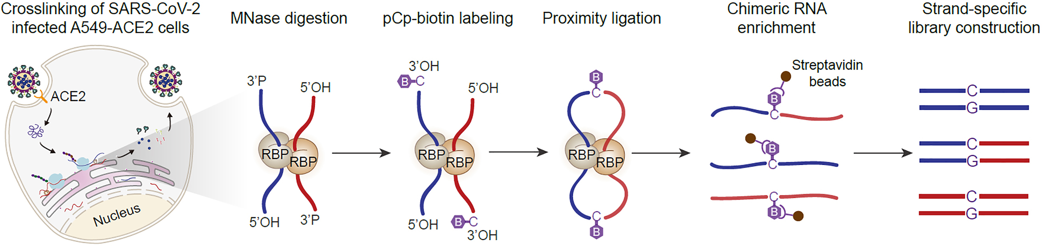 Cell Press: STAR Protocols