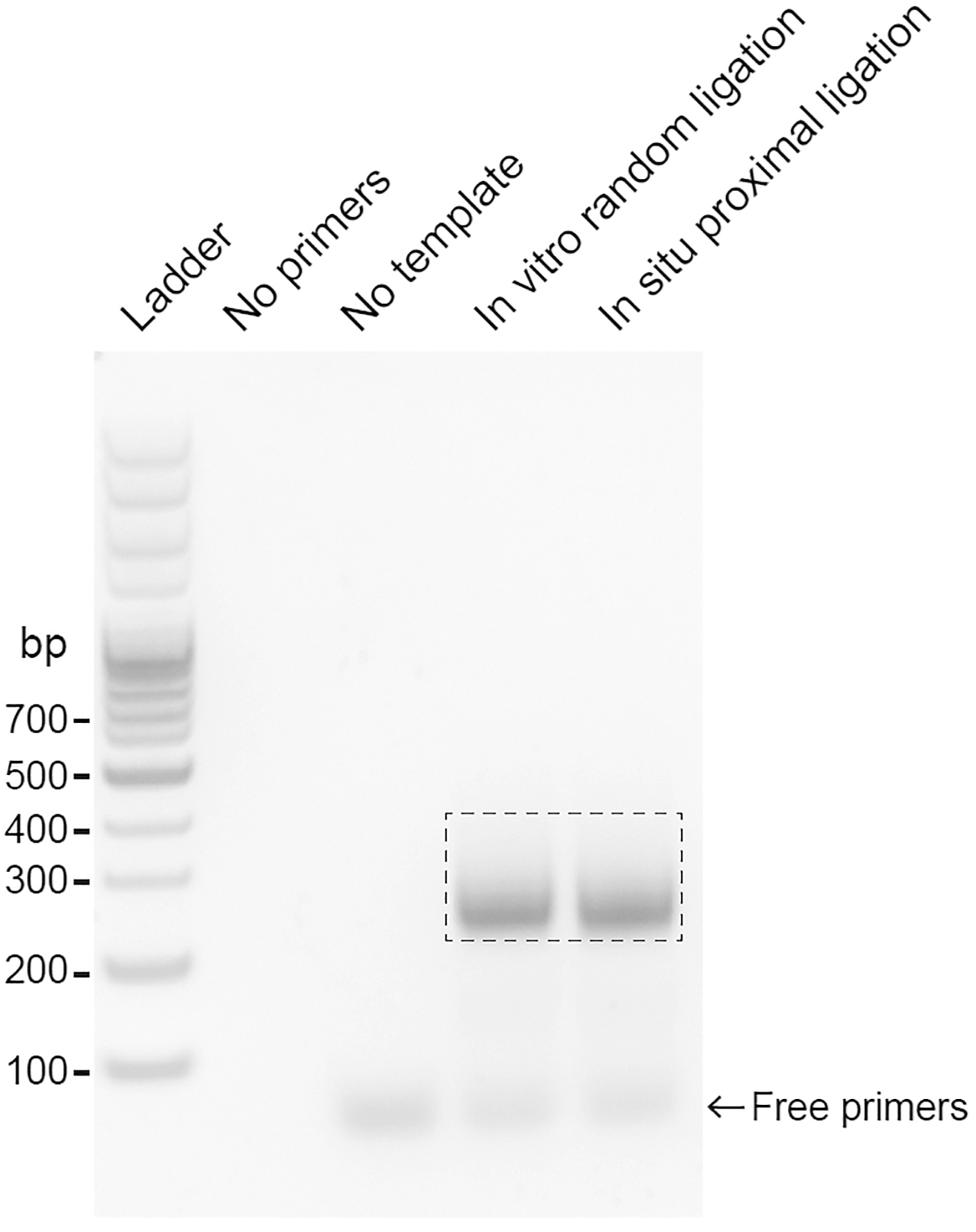Cell Press: STAR Protocols