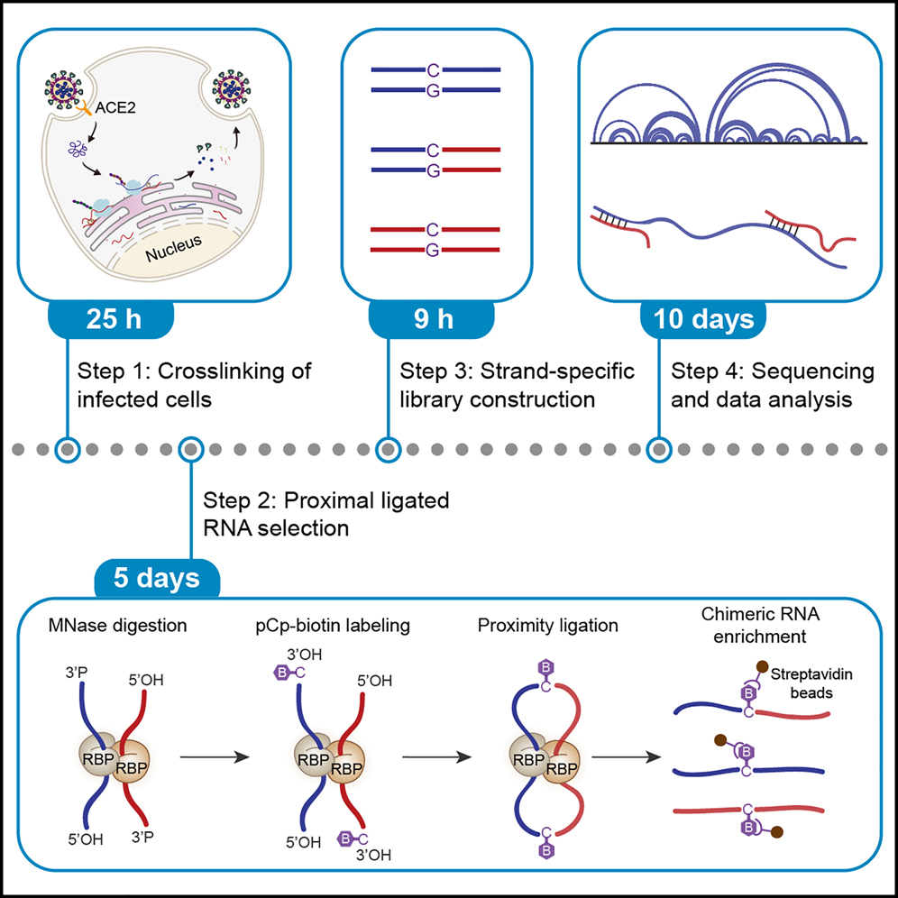 Cell Press: STAR Protocols