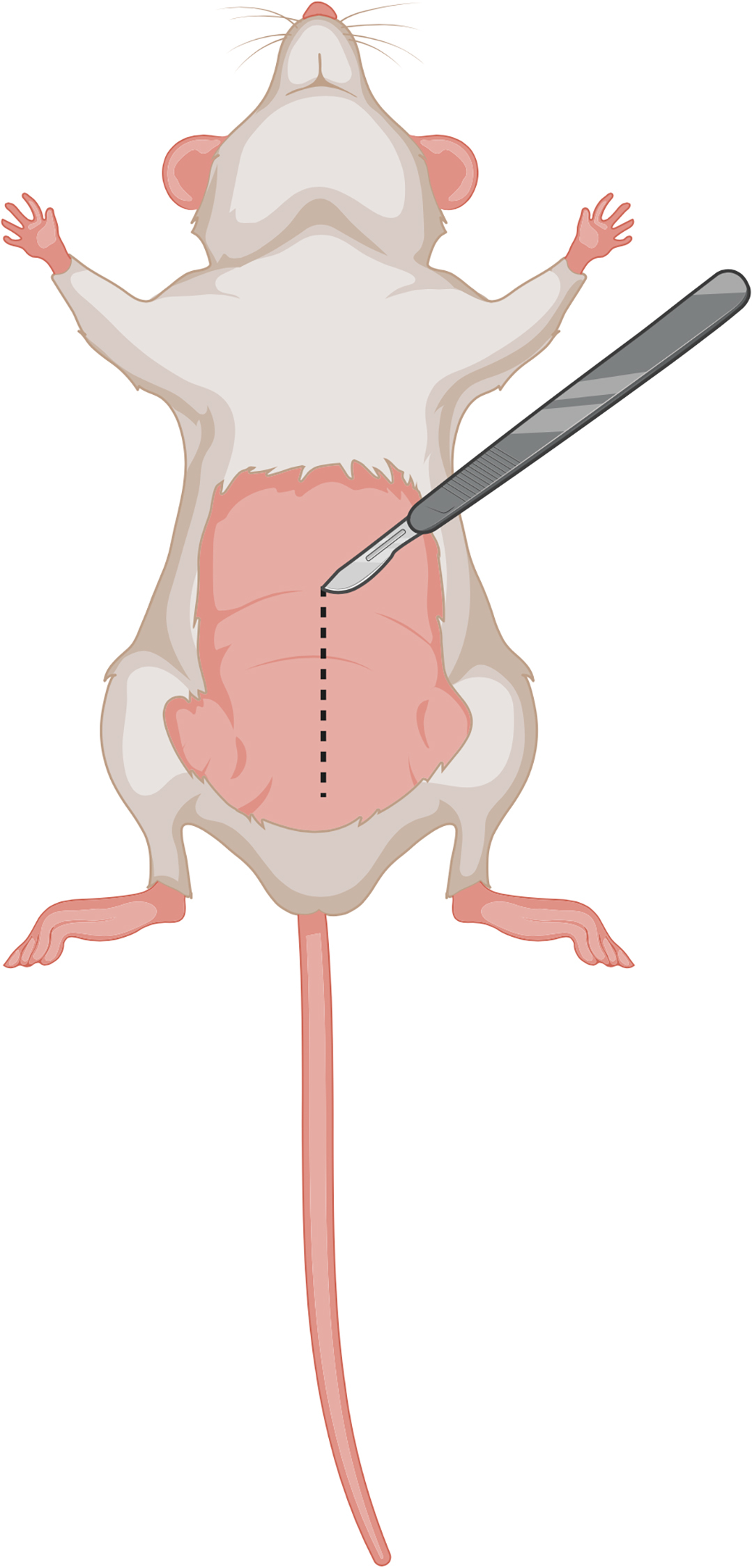 Cell Press: STAR Protocols