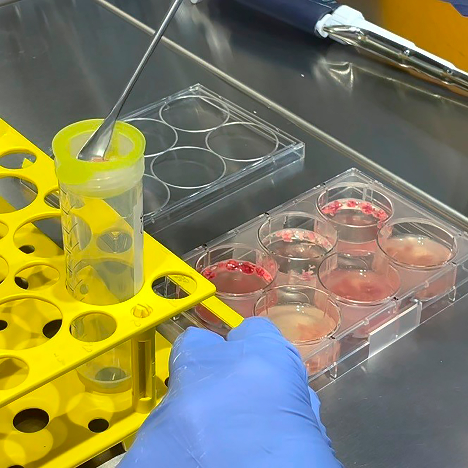 Cell Press: STAR Protocols