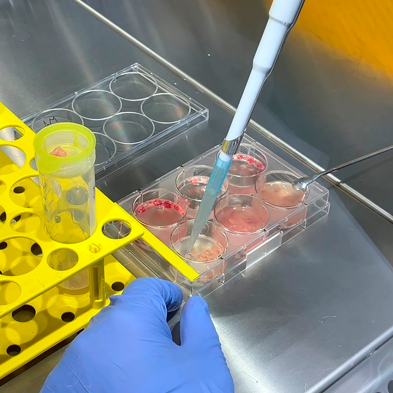 Cell Press: STAR Protocols