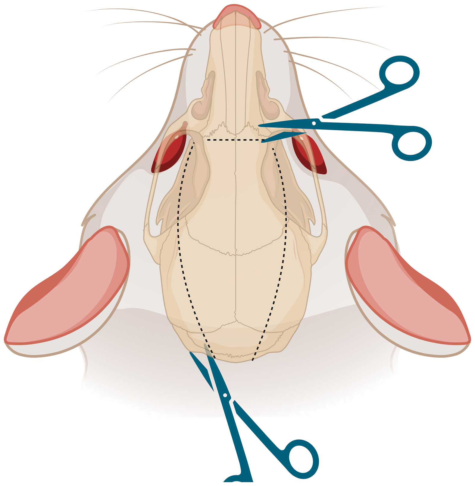 Cell Press: STAR Protocols