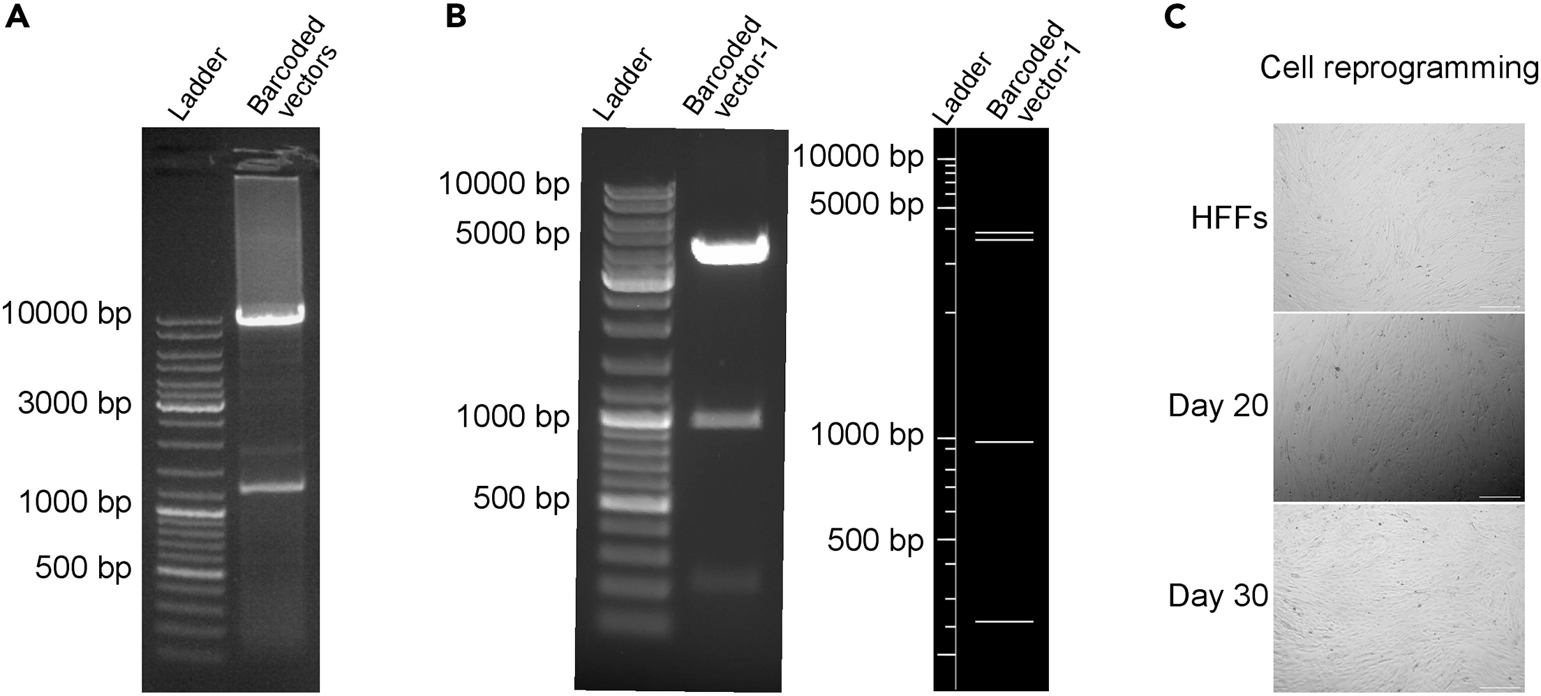 Cell Press: STAR Protocols