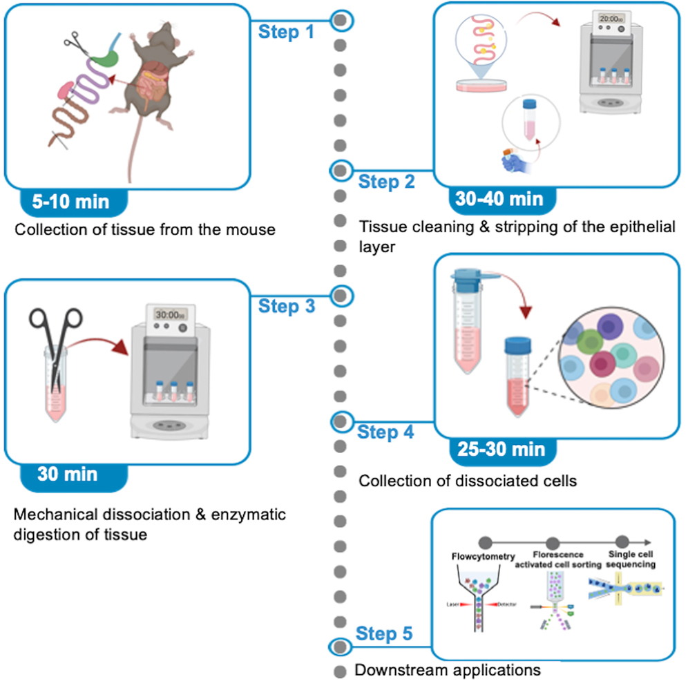 Cell Press: STAR Protocols