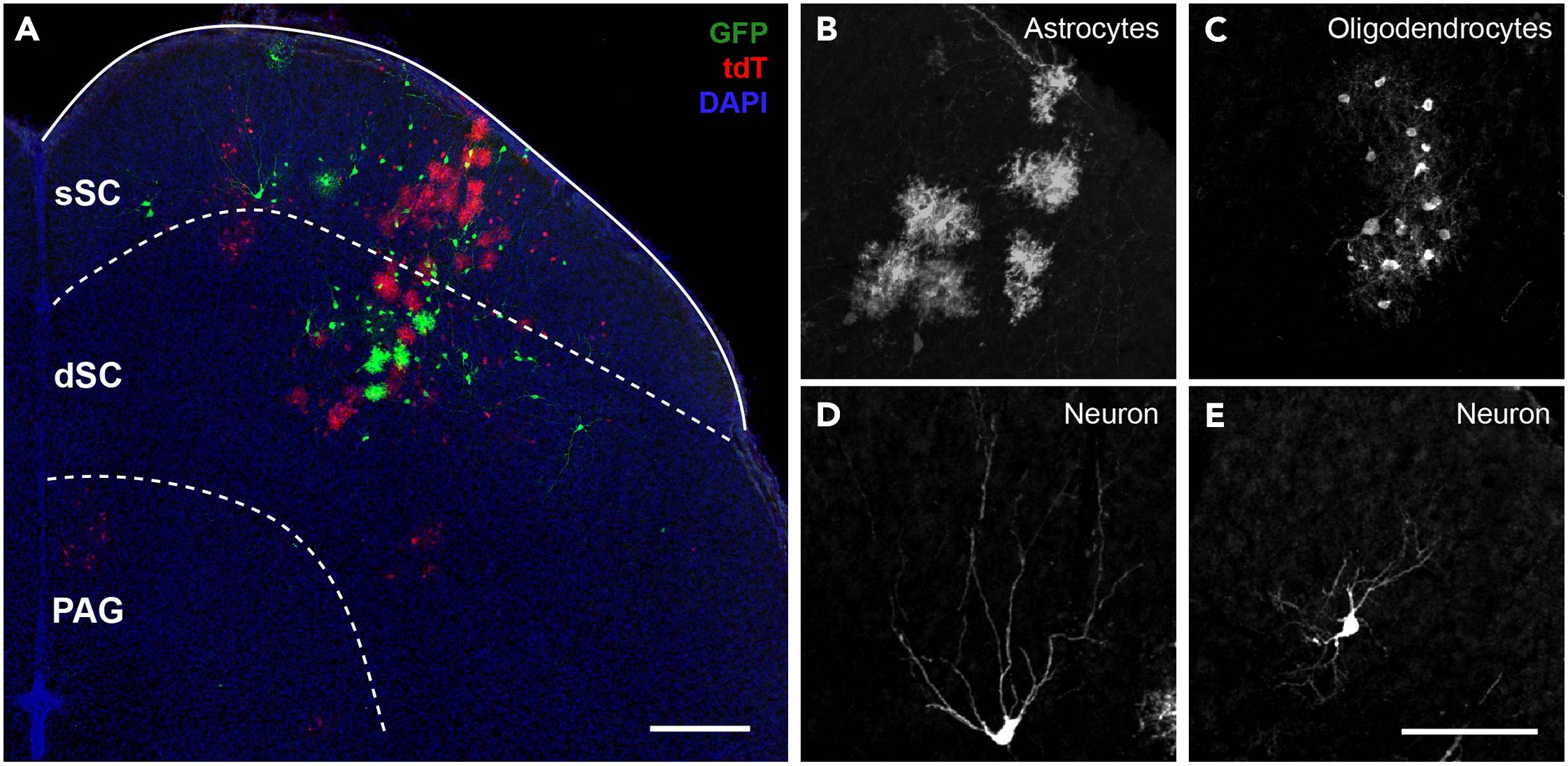 Cell Press: STAR Protocols
