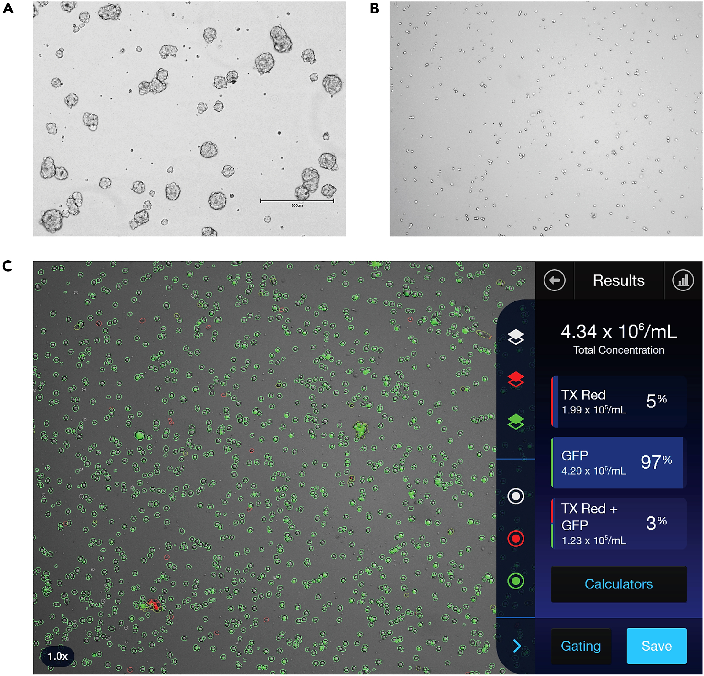Cell Press: STAR Protocols