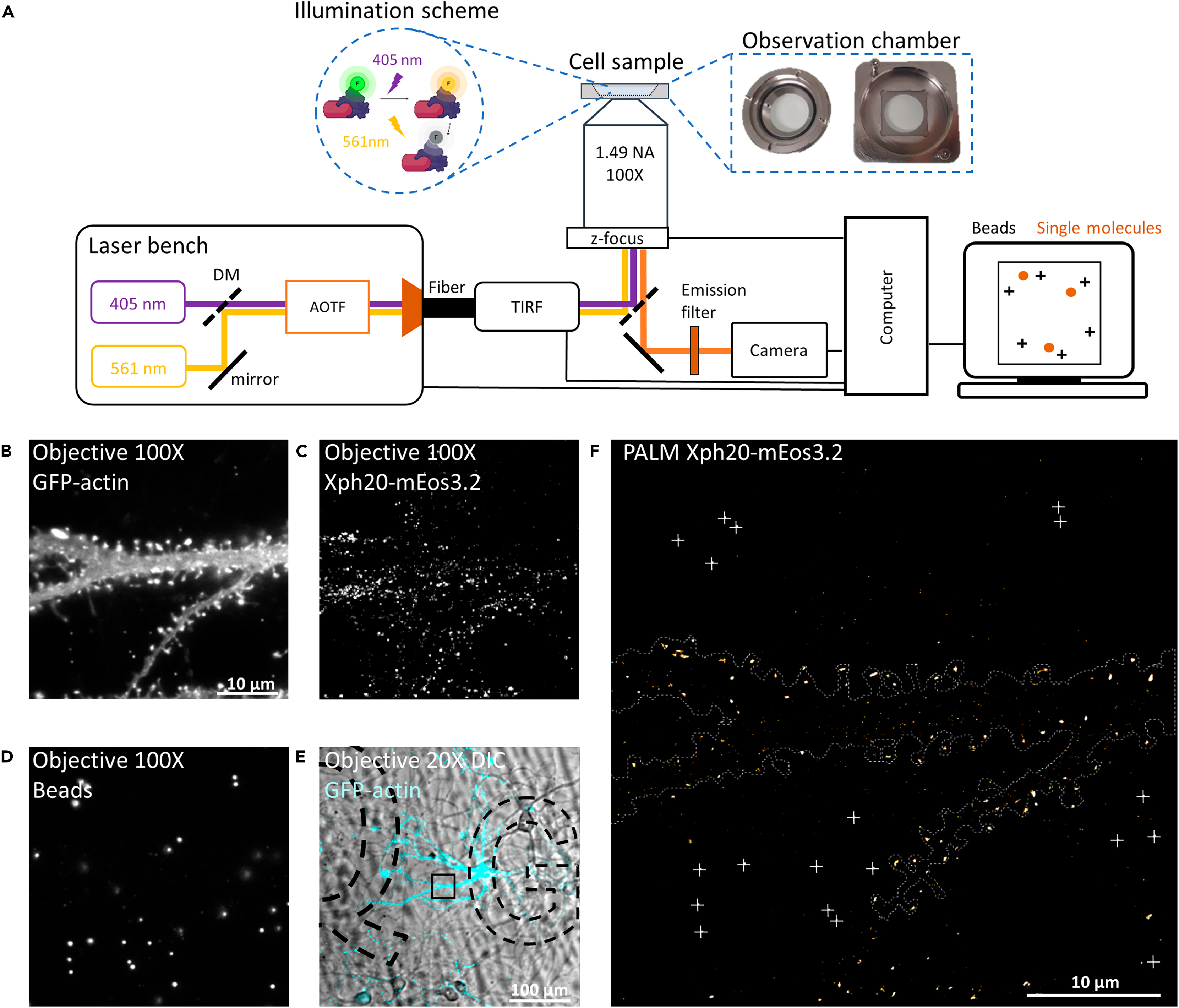 Cell Press: STAR Protocols