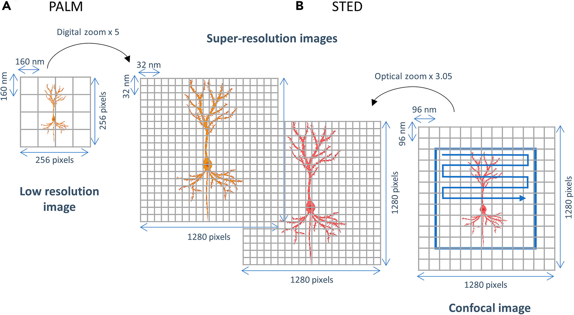Cell Press: STAR Protocols