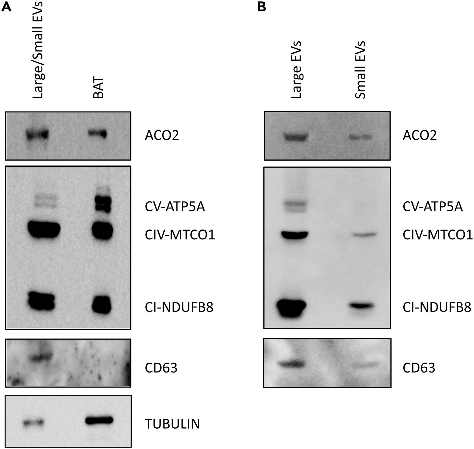 Cell Press: STAR Protocols