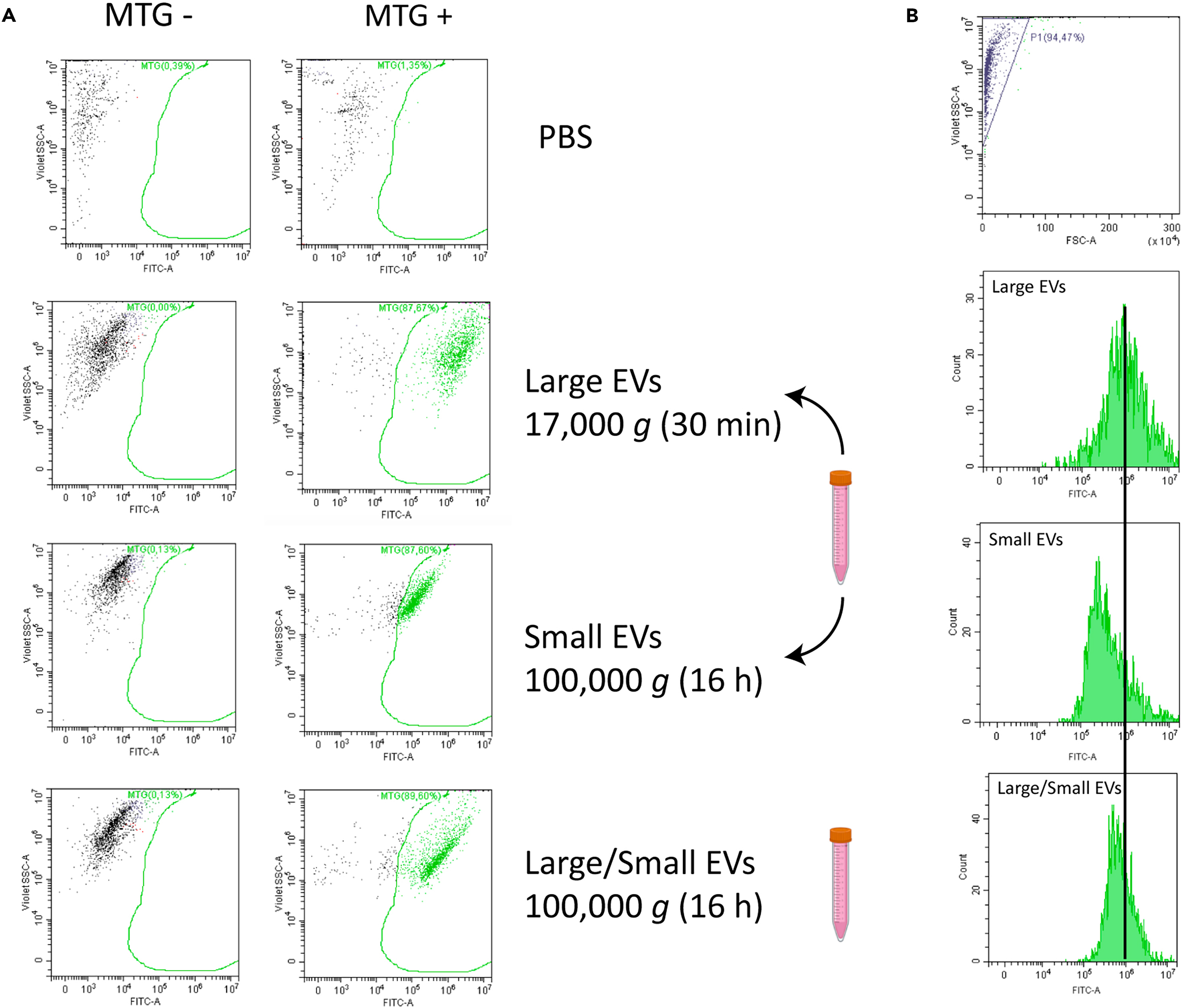 Cell Press: STAR Protocols