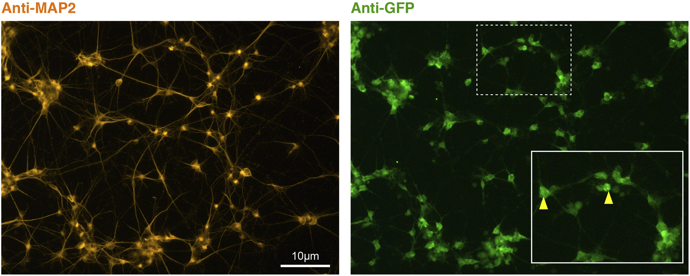 Cell Press: STAR Protocols