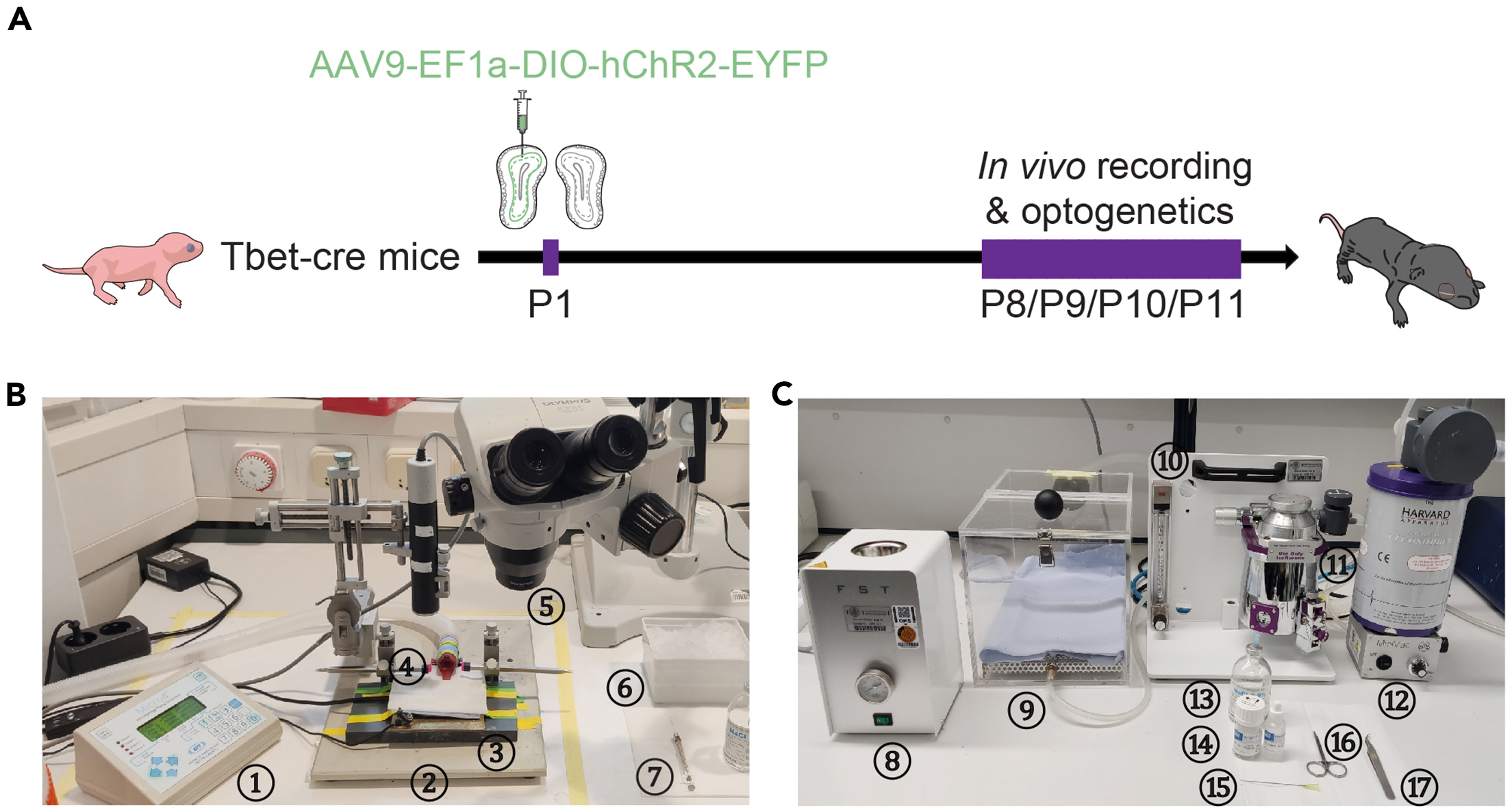 Cell Press: STAR Protocols