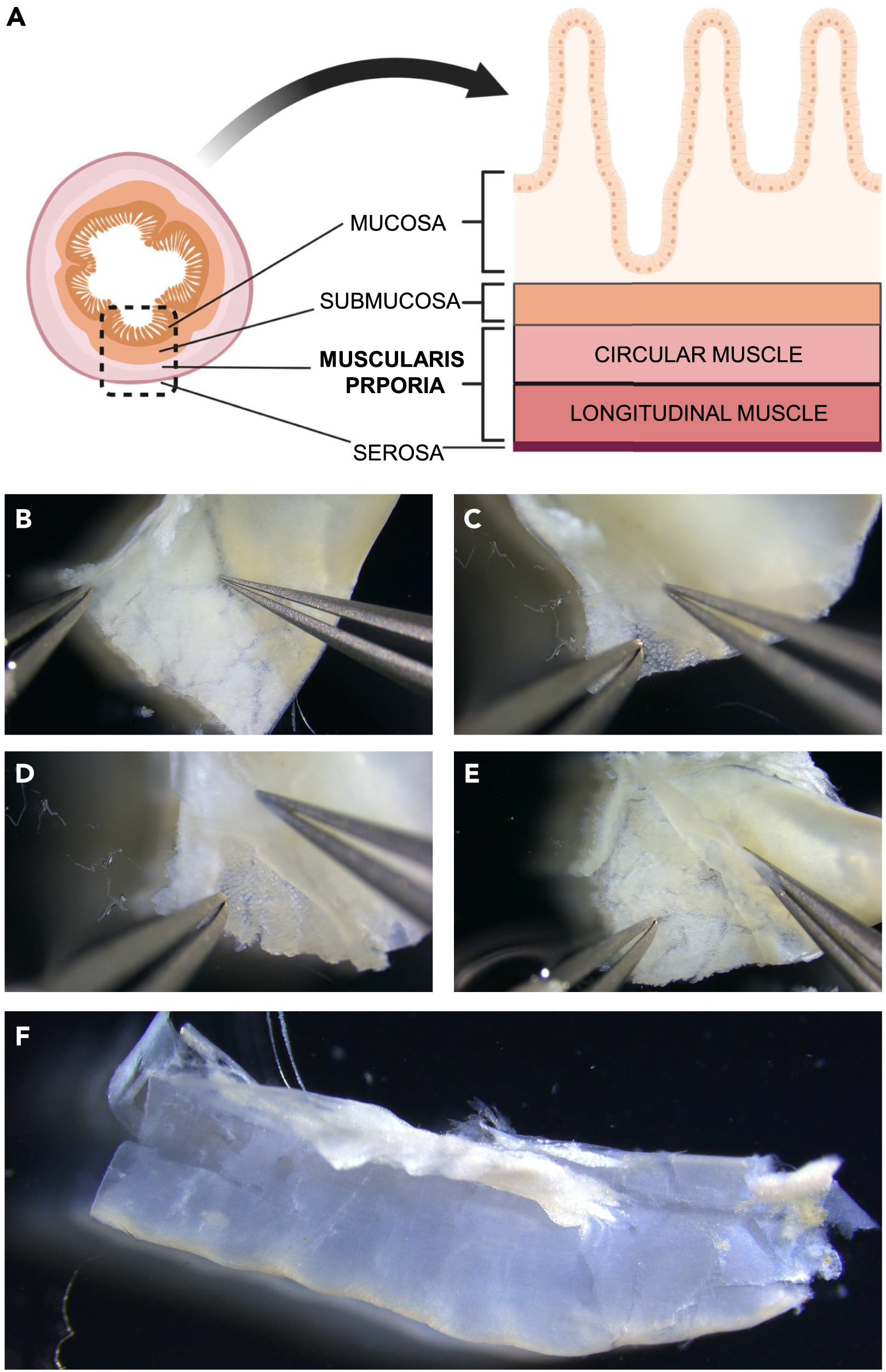 Cell Press: STAR Protocols