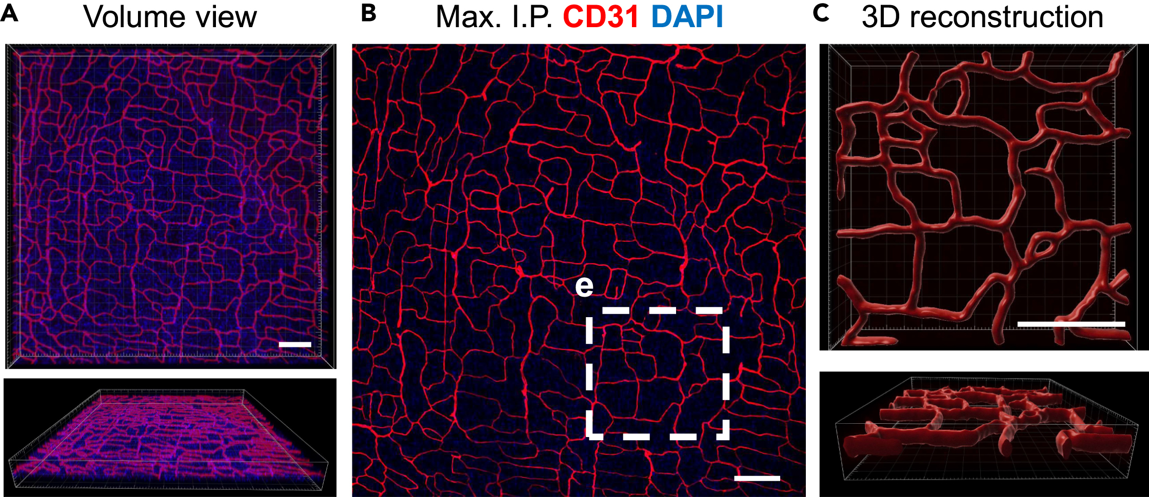 Cell Press: STAR Protocols