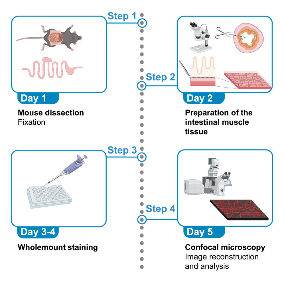 Cell Press: STAR Protocols