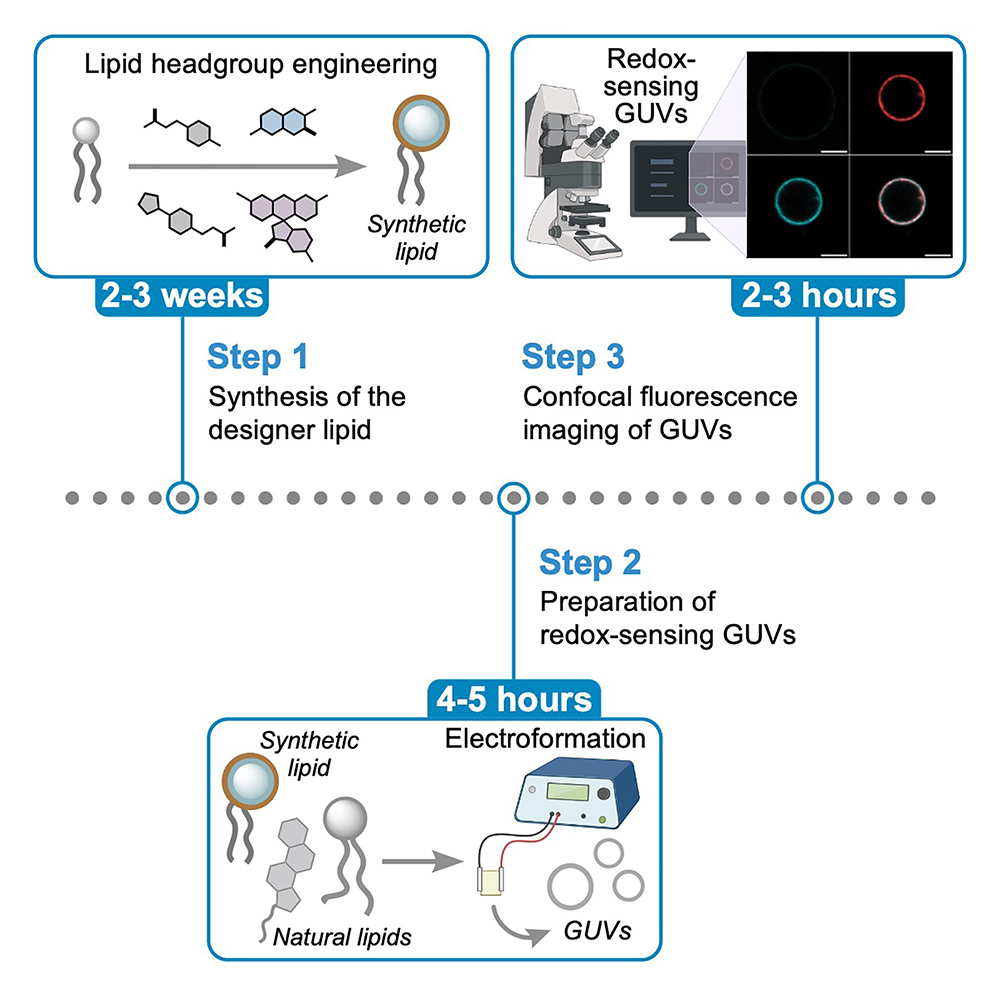 Cell Press: STAR Protocols