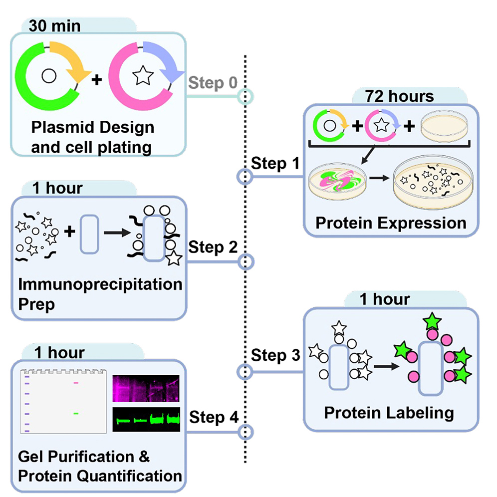 Cell Press: STAR Protocols