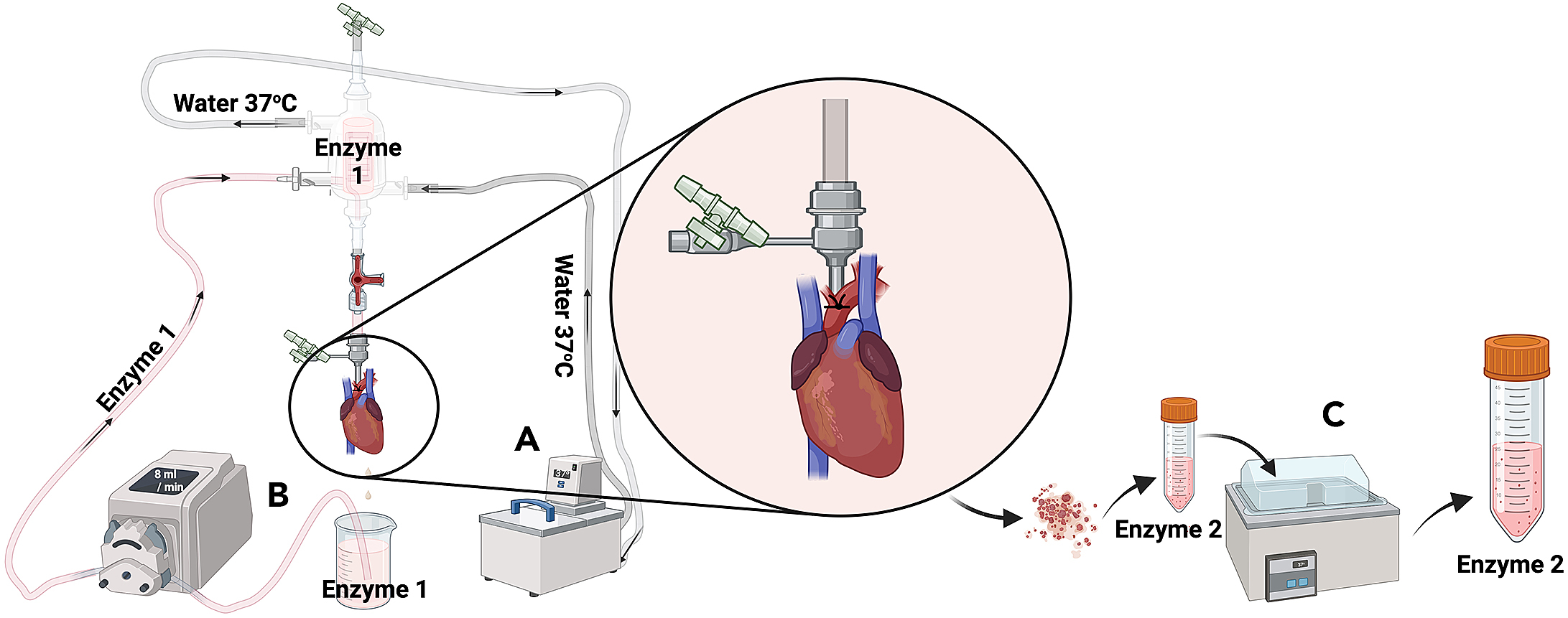Cell Press: STAR Protocols