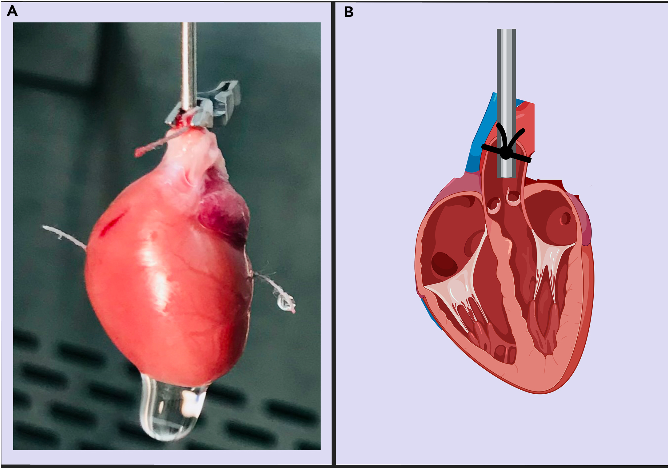 Cell Press: STAR Protocols