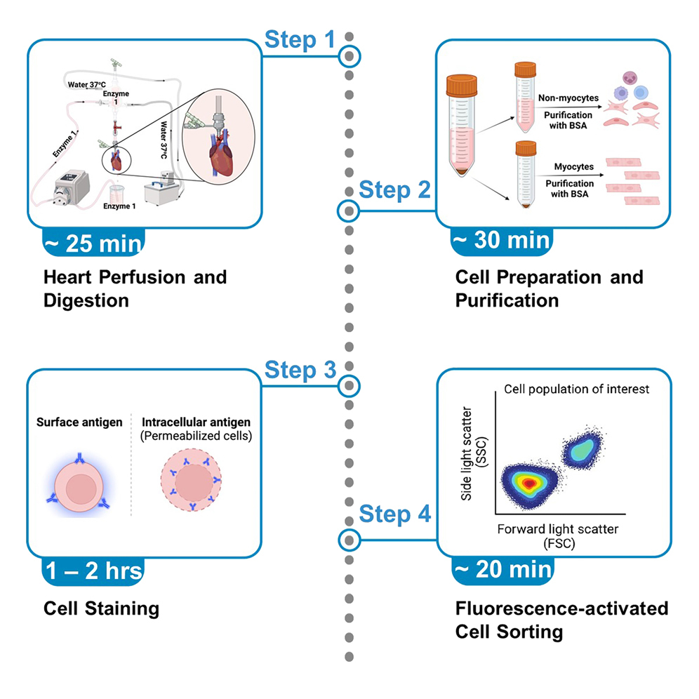 Cell Press: STAR Protocols