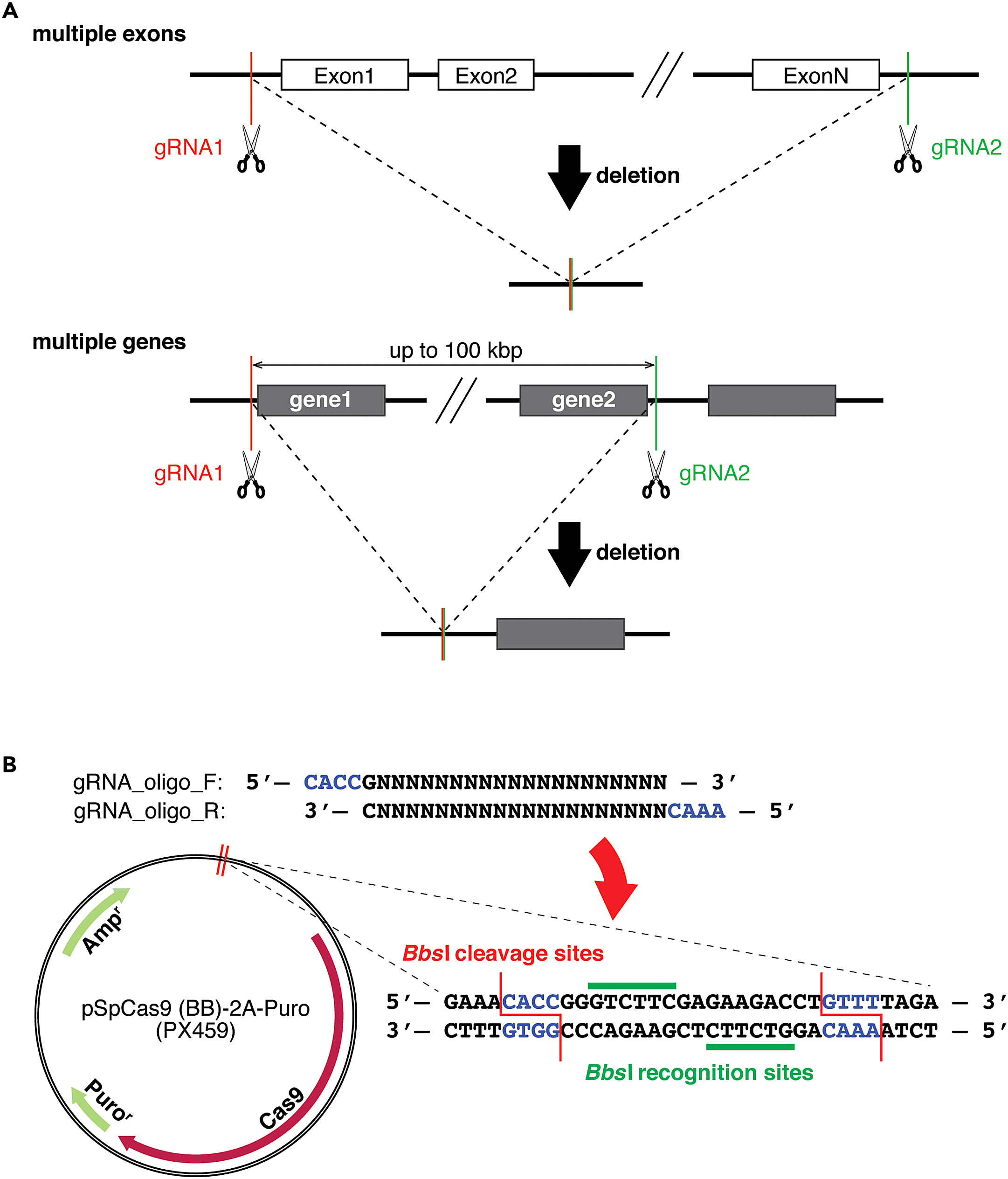 Cell Press: STAR Protocols