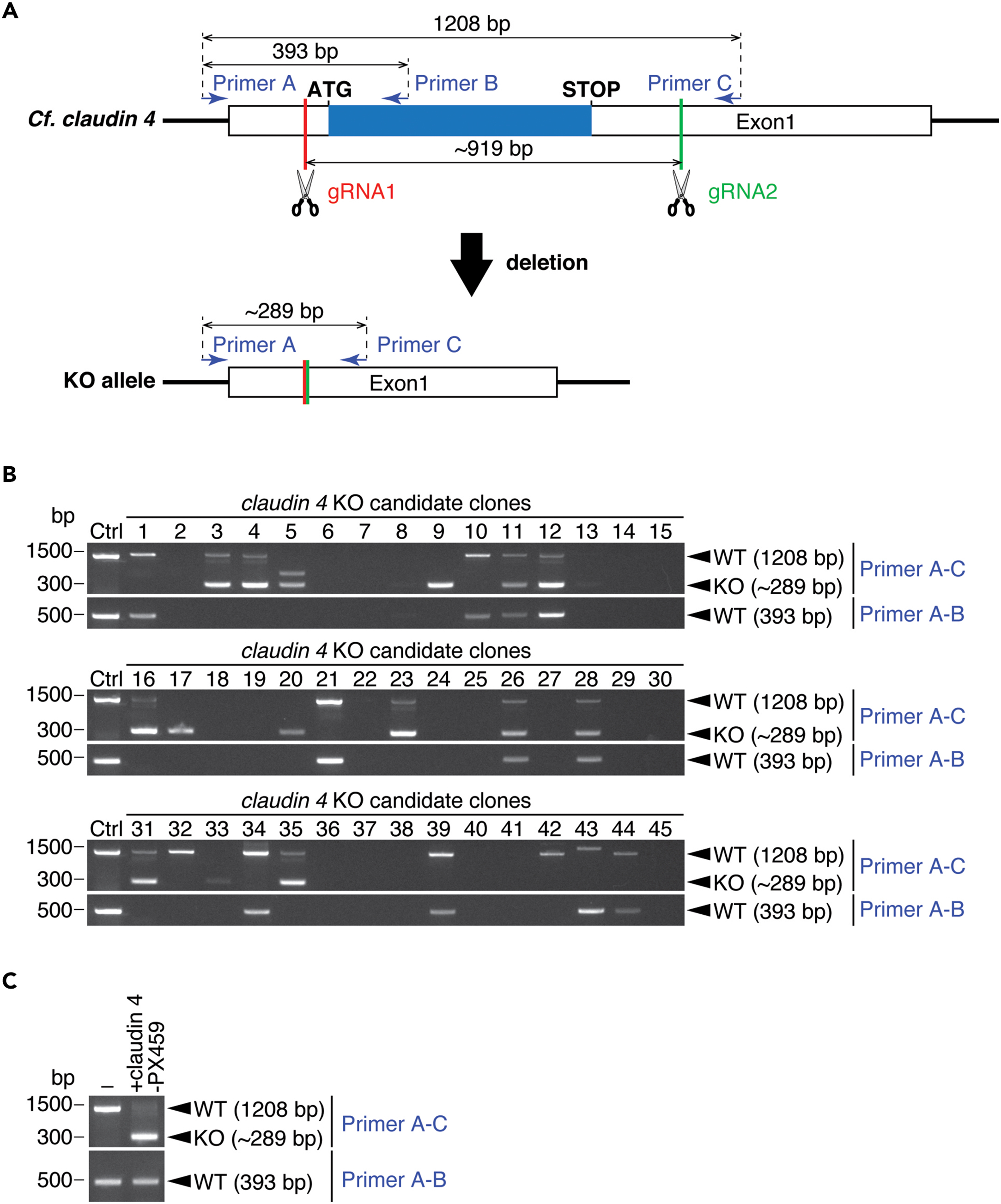 Cell Press: STAR Protocols
