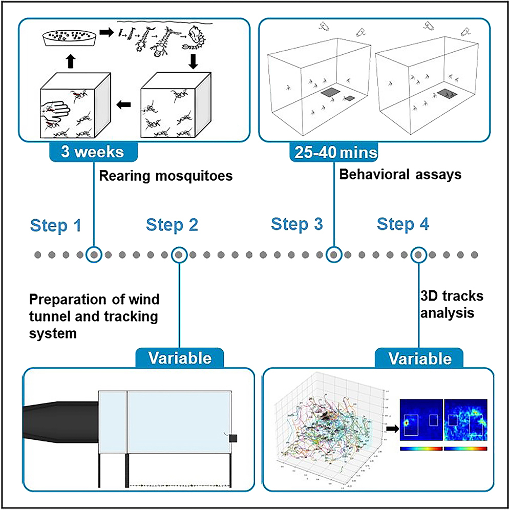 Cell Press: STAR Protocols