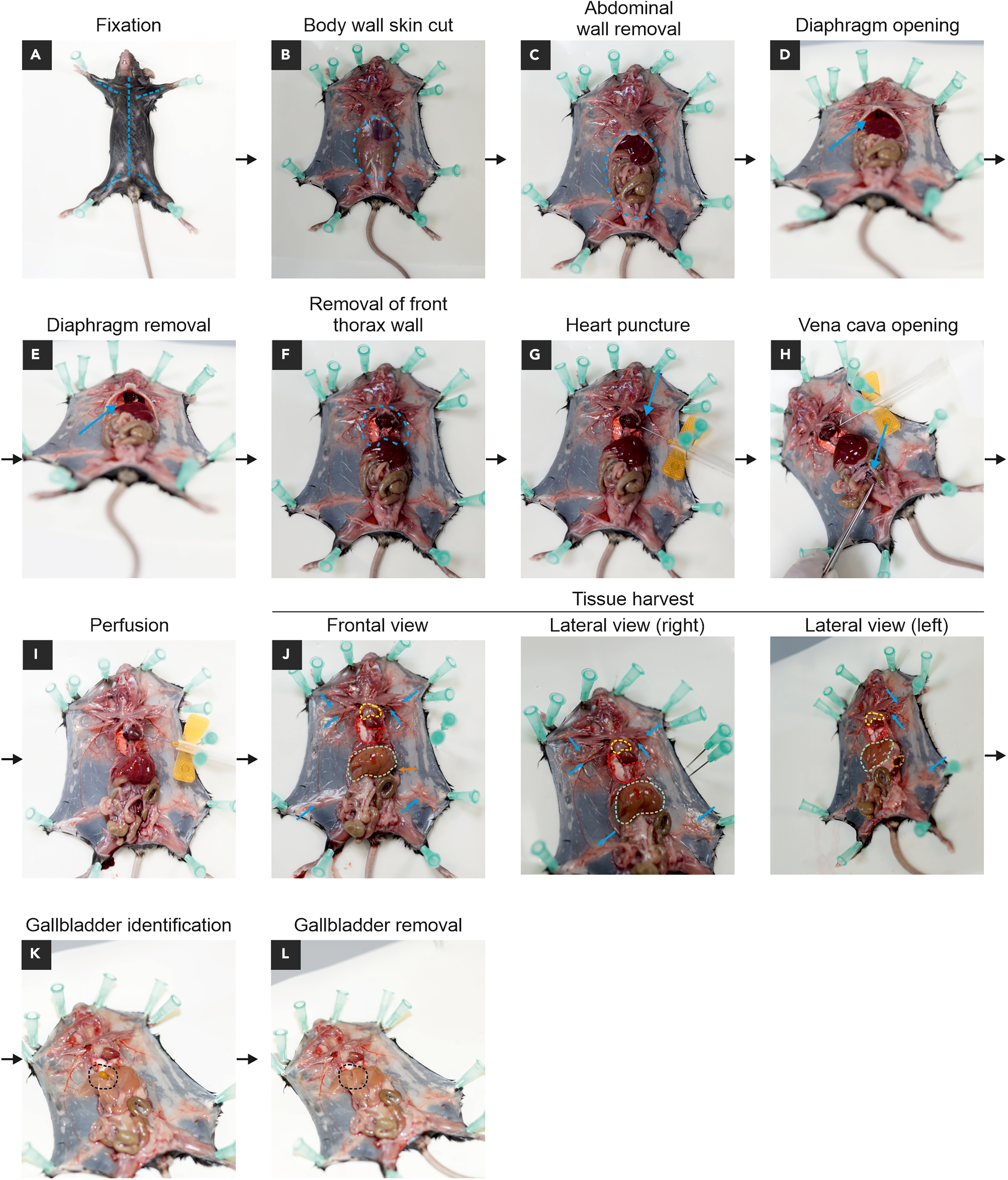 Cell Press: STAR Protocols