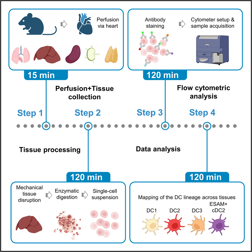 Cell Press: STAR Protocols