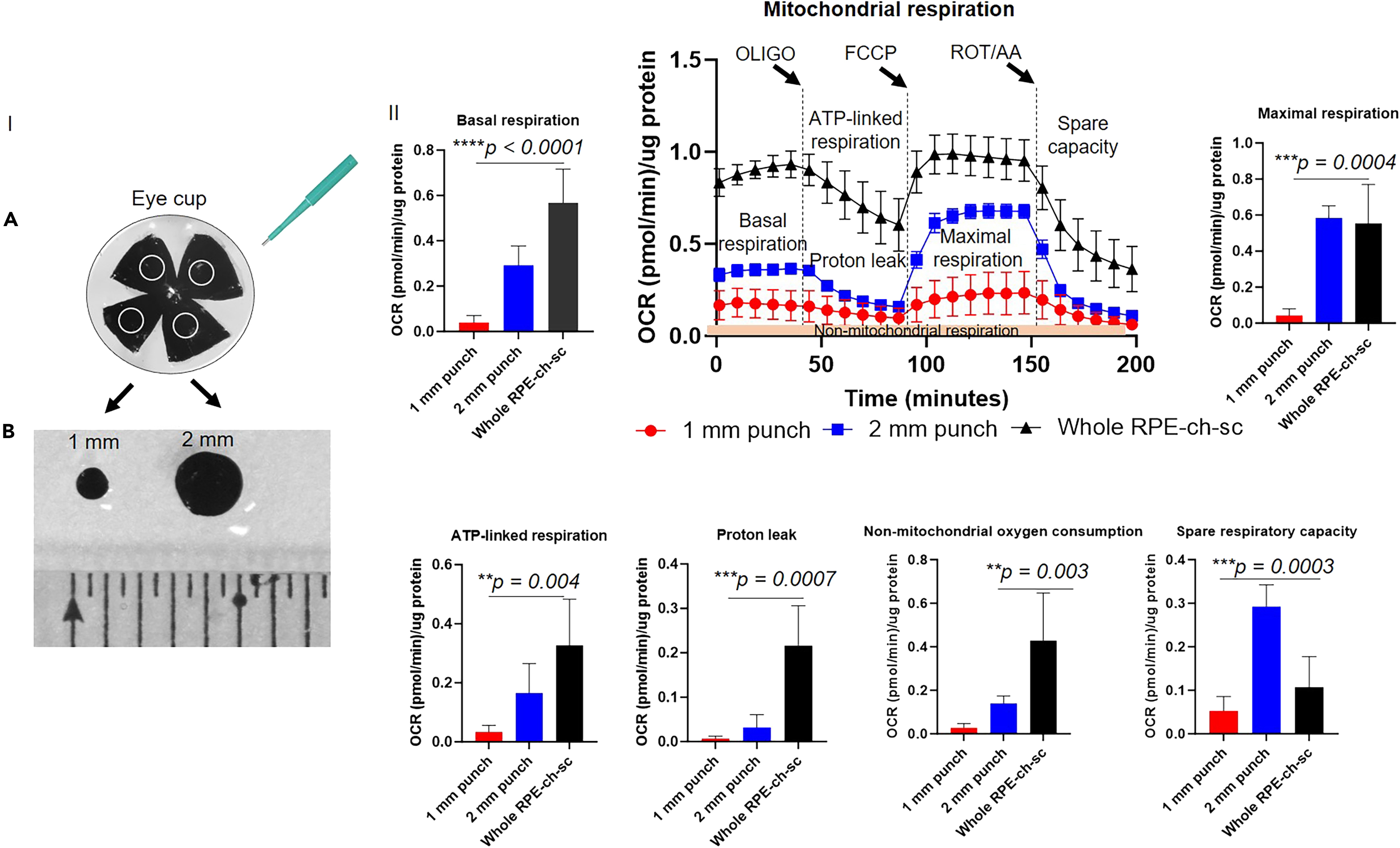 Cell Press: STAR Protocols