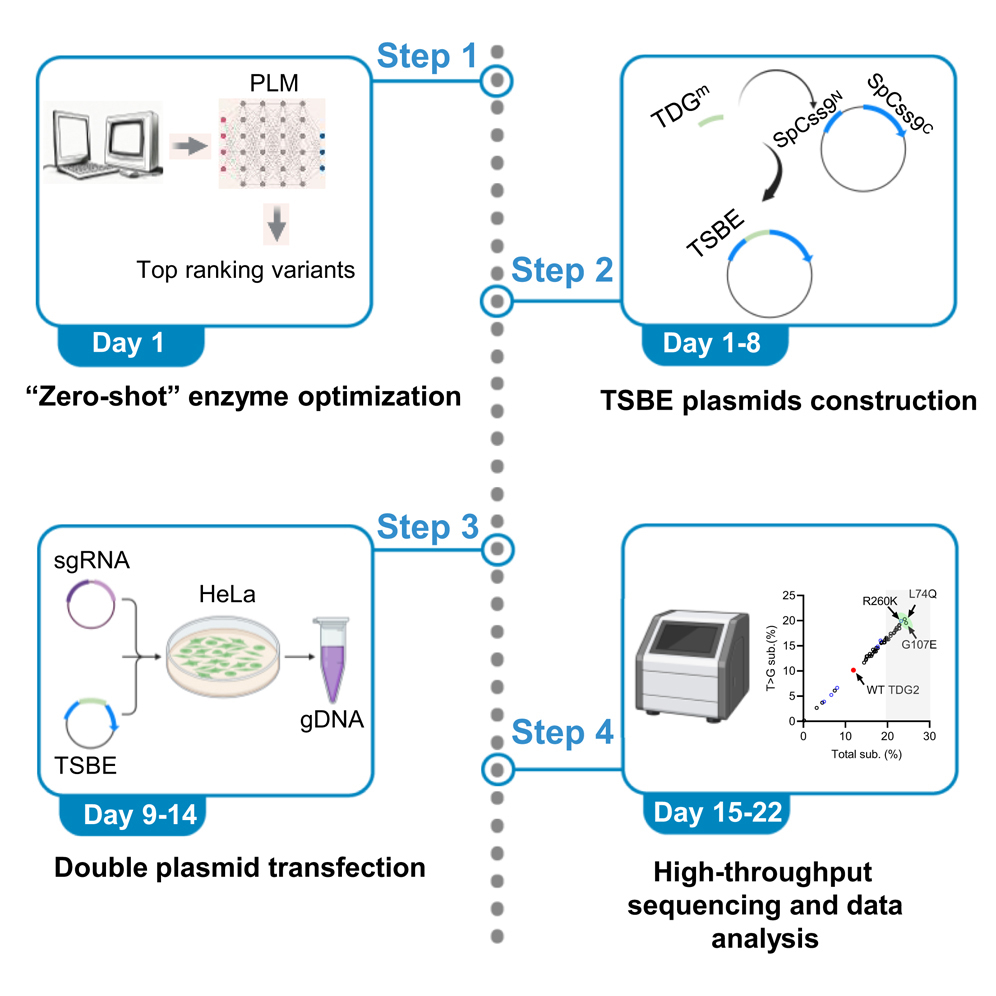 Cell Press: STAR Protocols