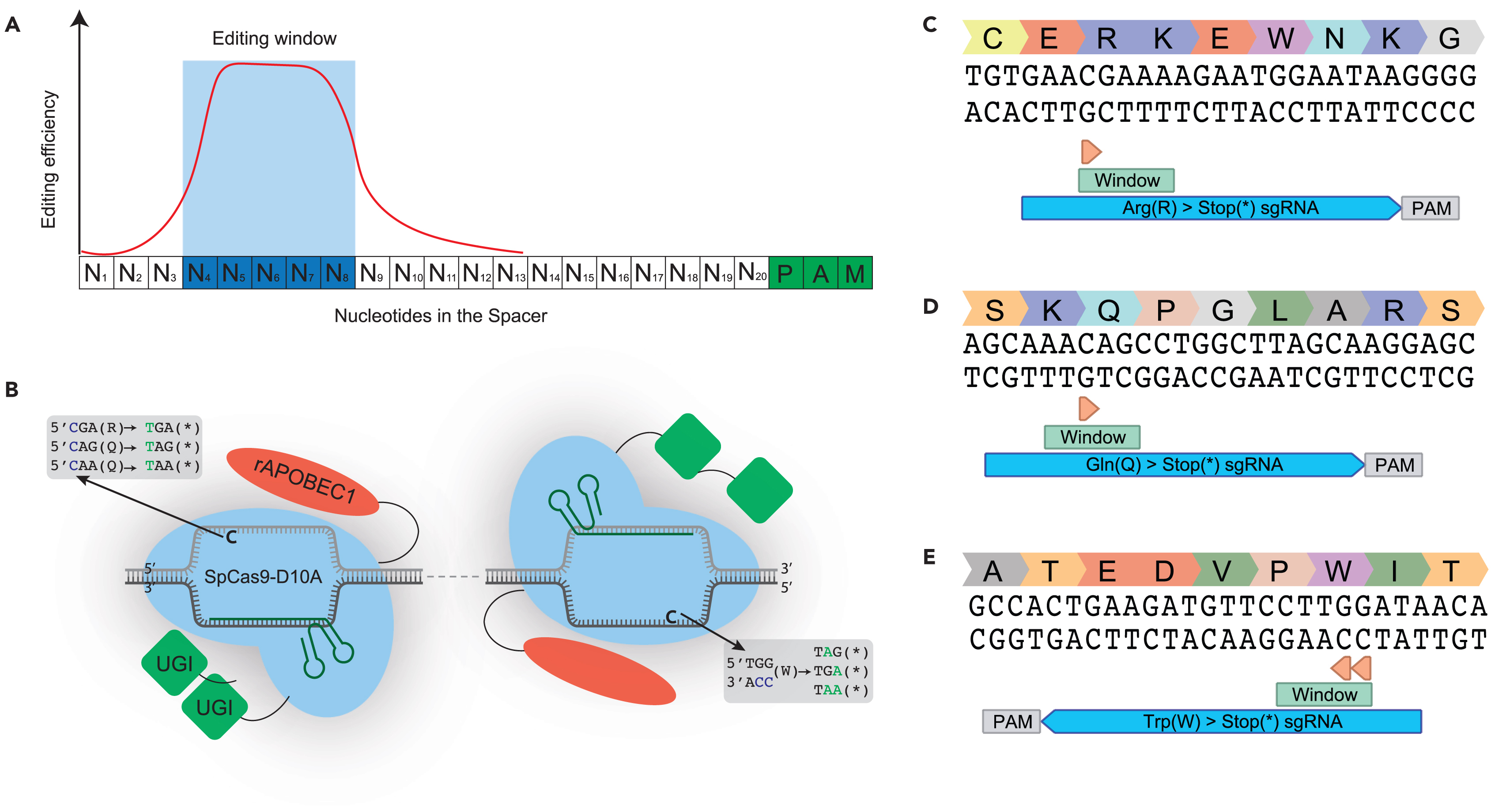 Cell Press: STAR Protocols