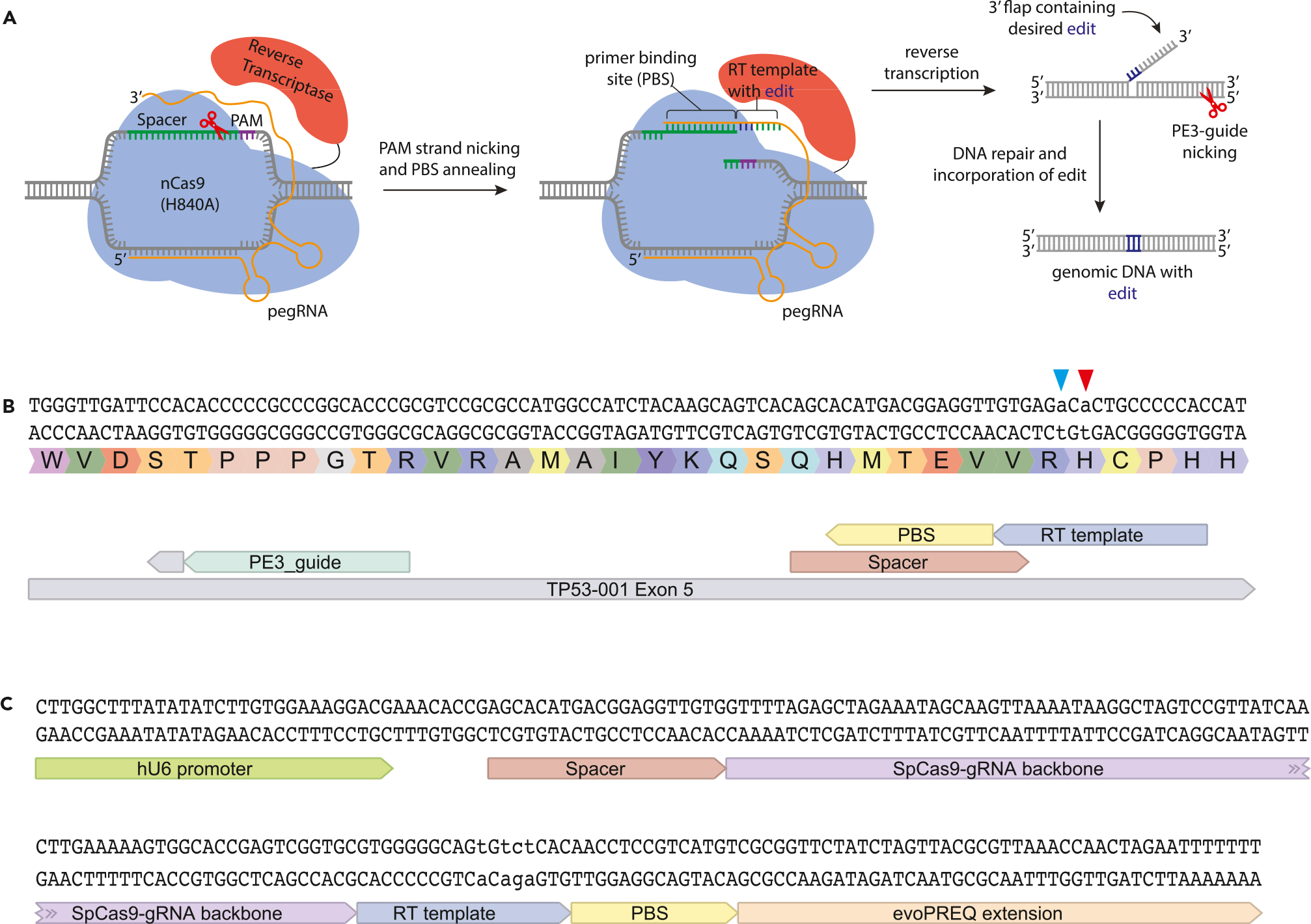 Cell Press: STAR Protocols