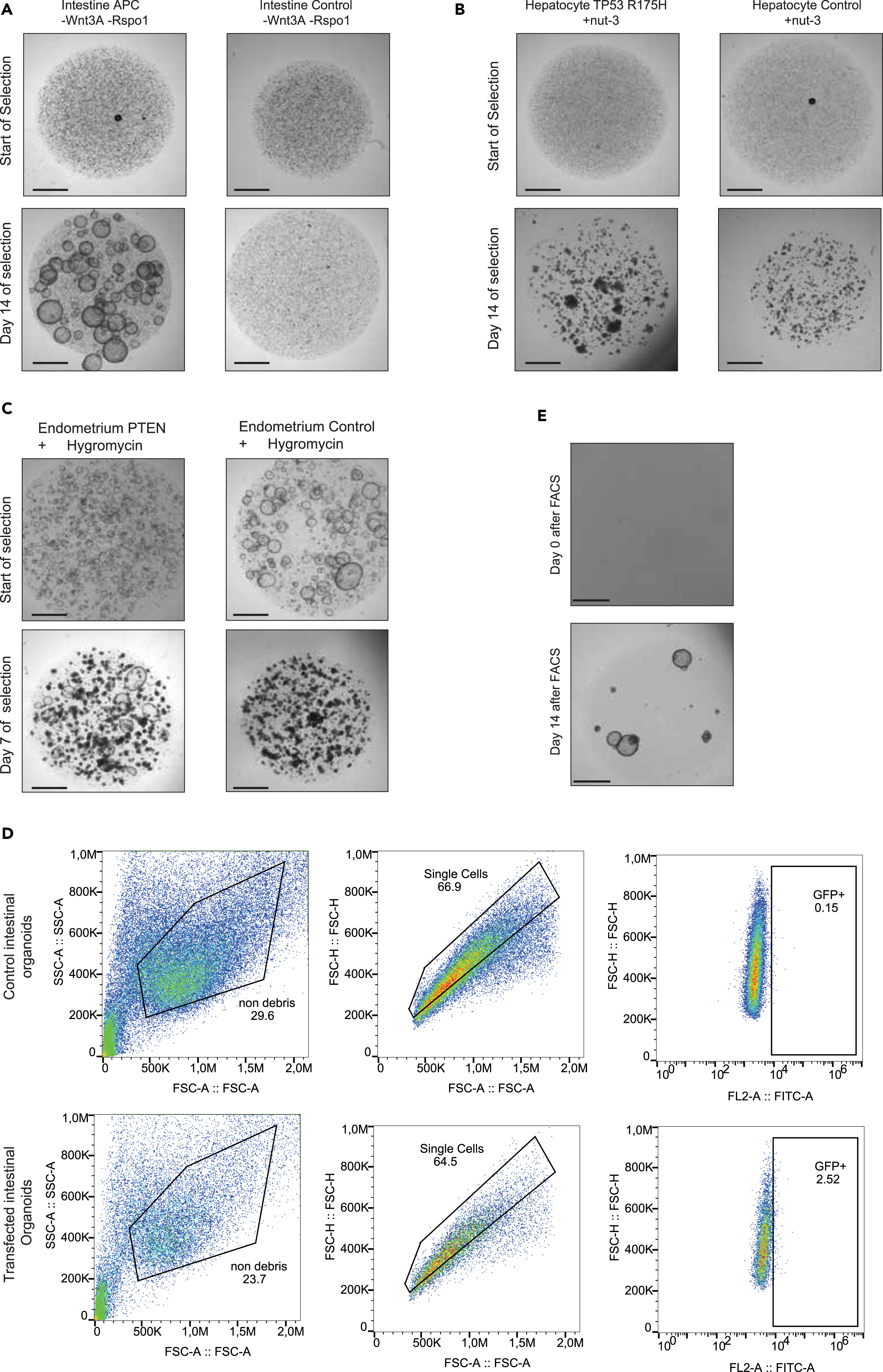 Cell Press: STAR Protocols