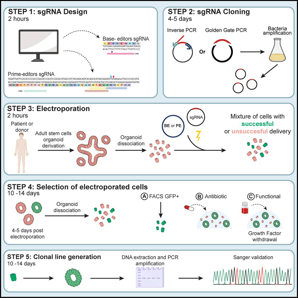Cell Press: STAR Protocols