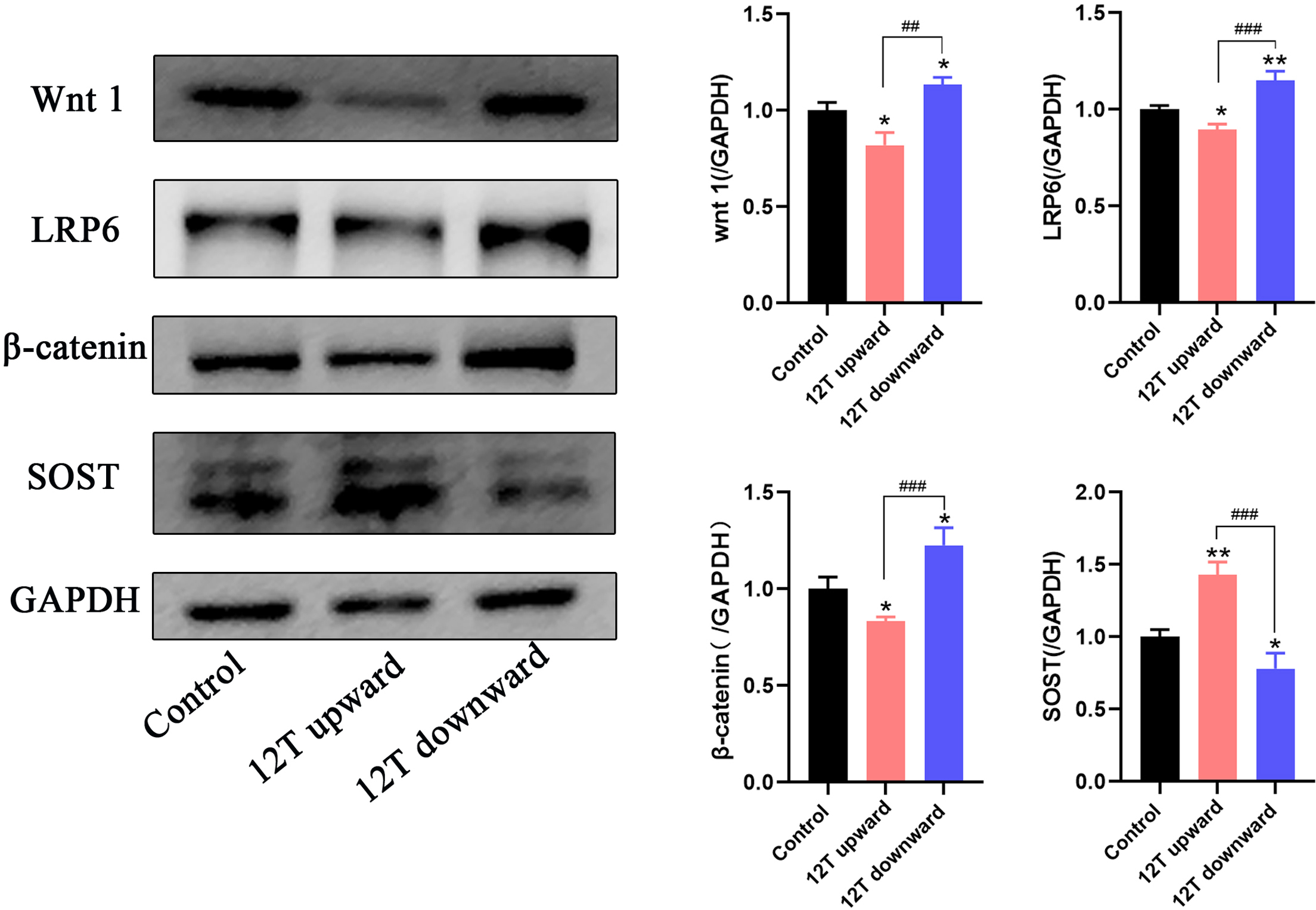 Cell Press: STAR Protocols