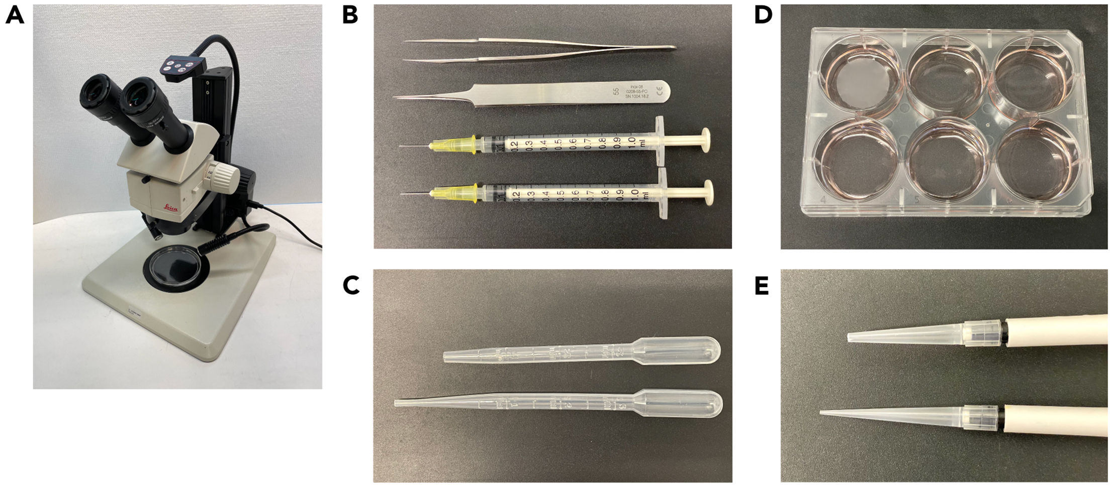Cell Press: STAR Protocols