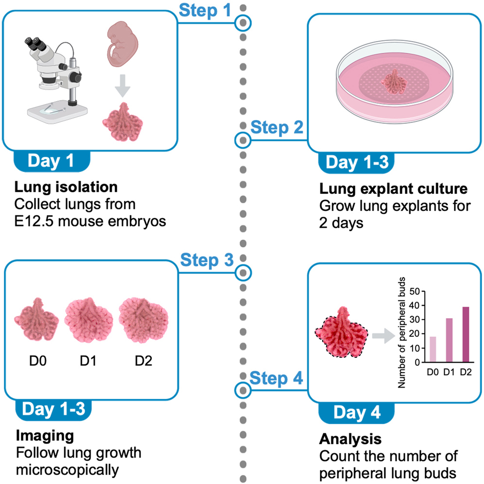 Cell Press: STAR Protocols
