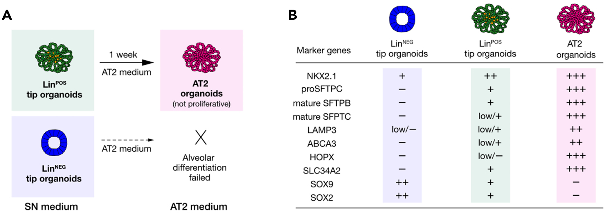 Cell Press: STAR Protocols