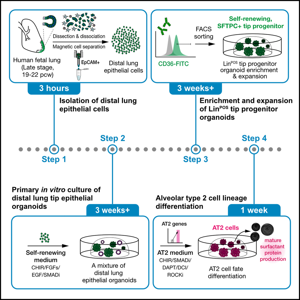 Cell Press: STAR Protocols