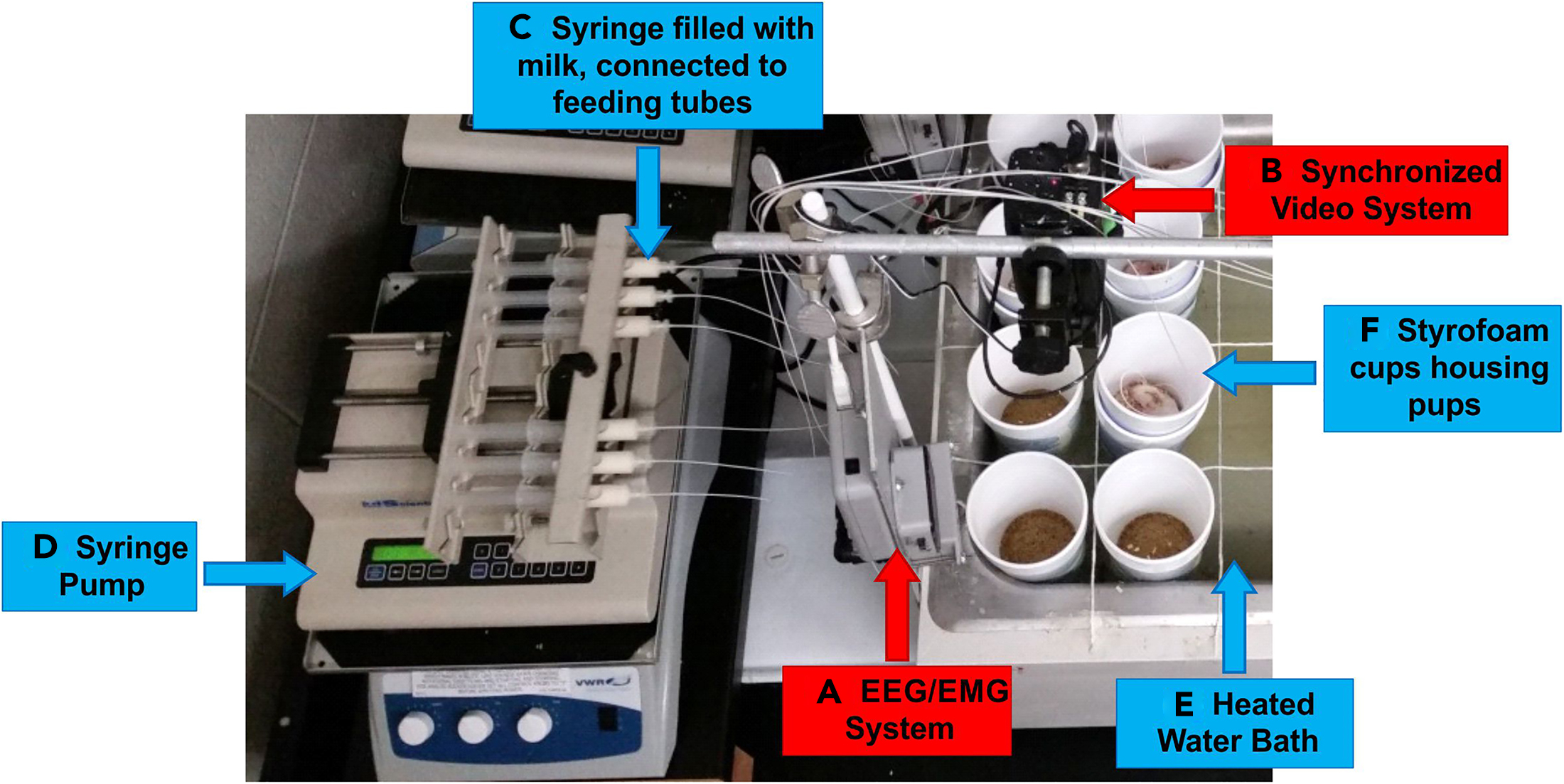 Cell Press: STAR Protocols
