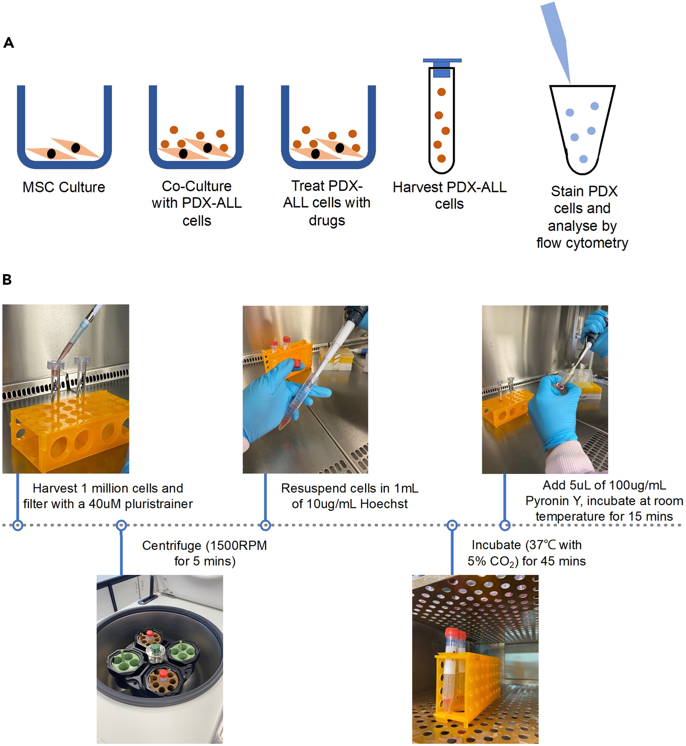 Cell Press: STAR Protocols