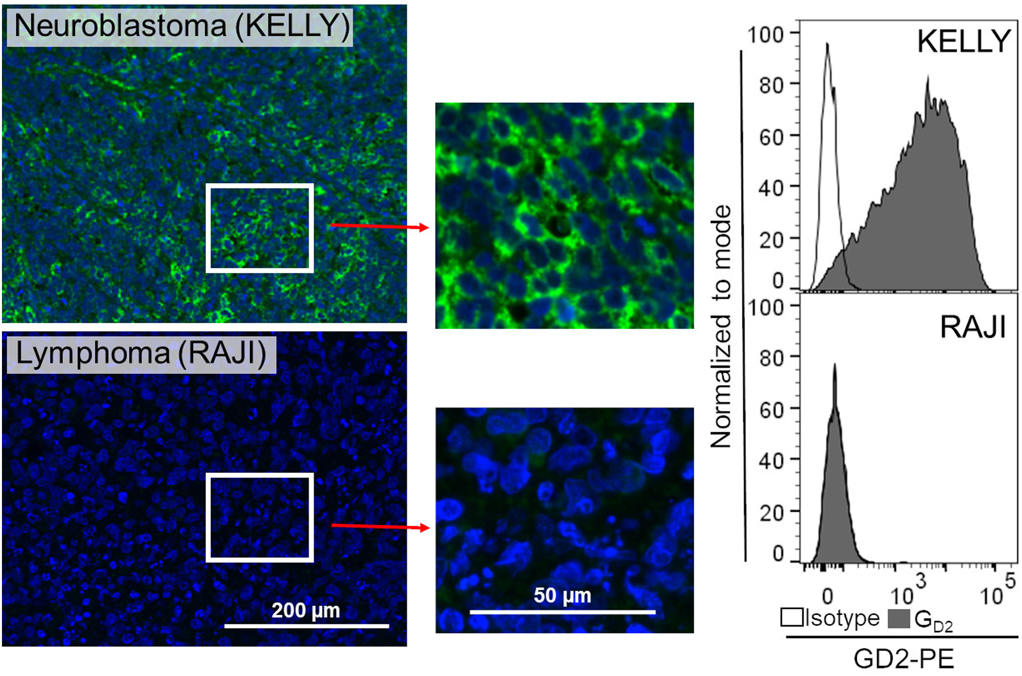 Cell Press: STAR Protocols