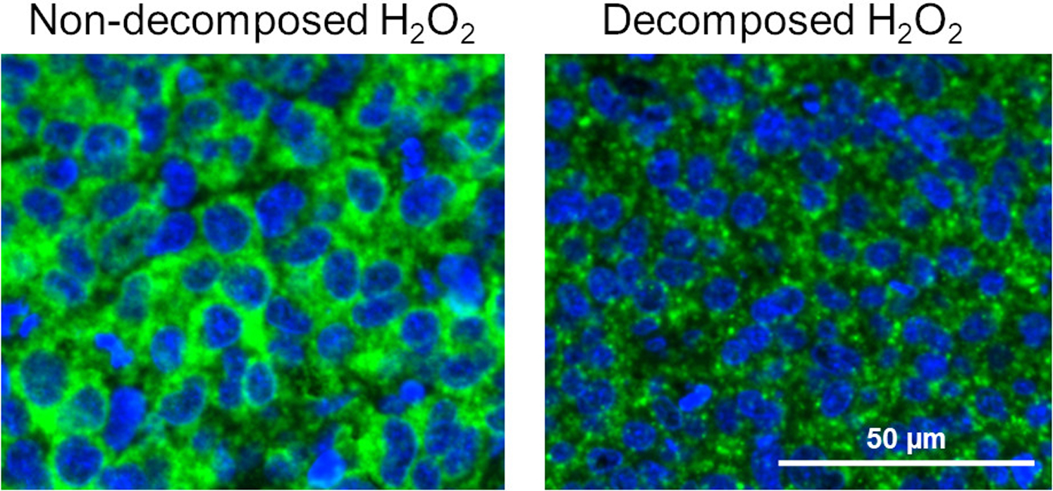 Cell Press: STAR Protocols