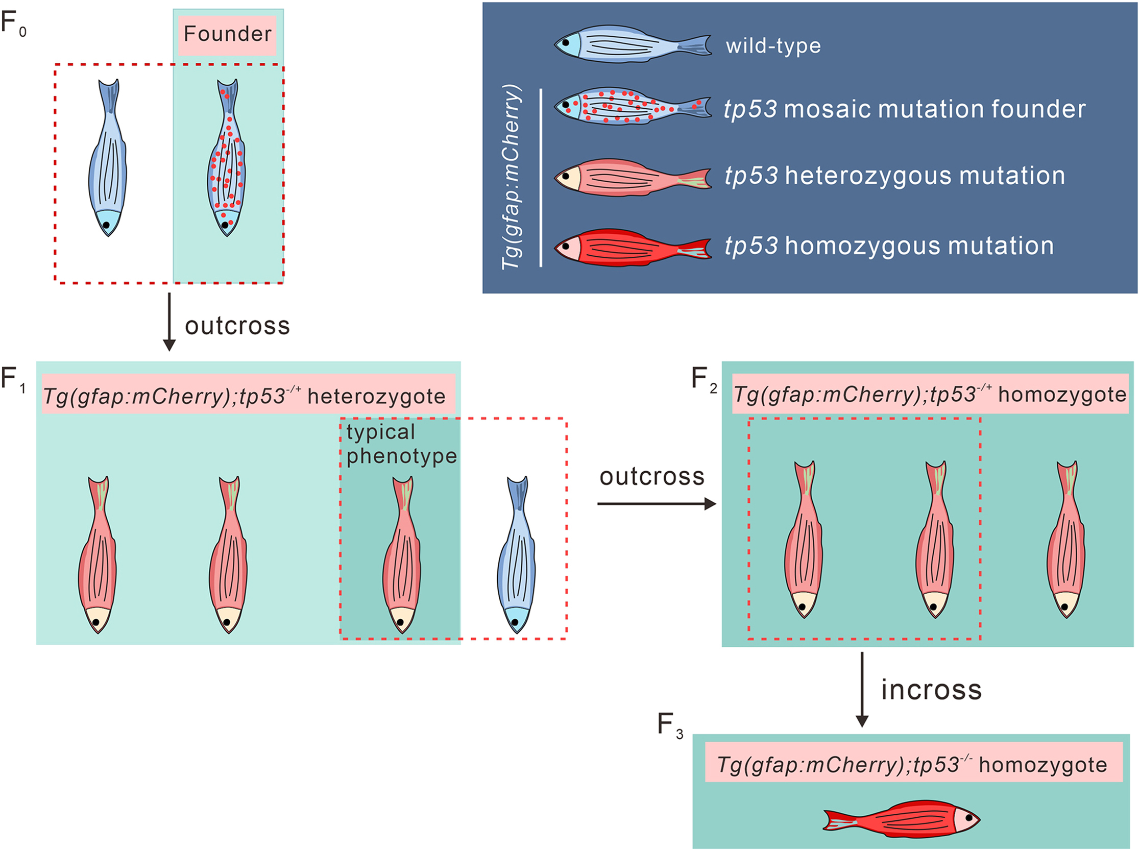 Cell Press: STAR Protocols