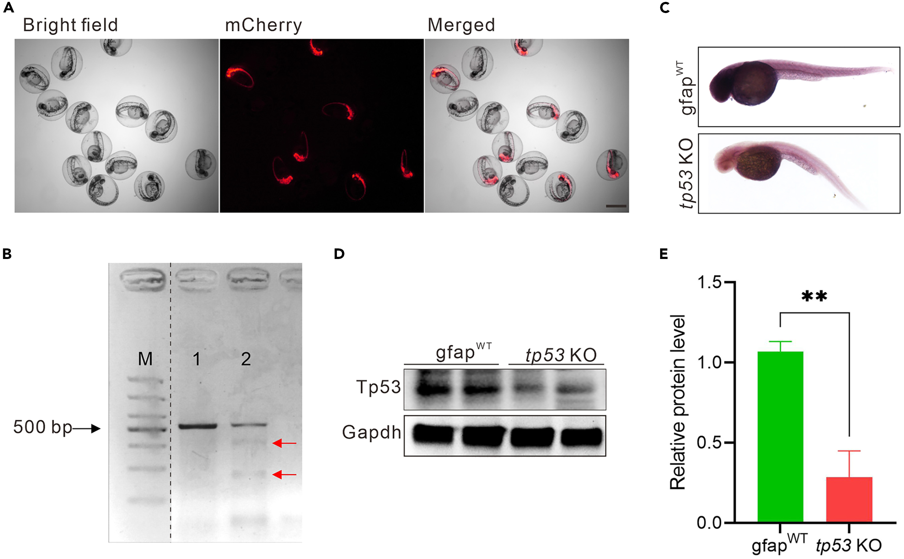 Cell Press: STAR Protocols