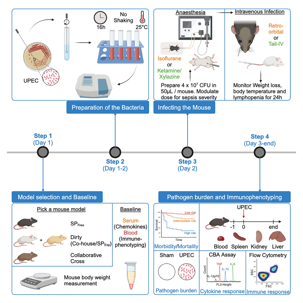 Cell Press: STAR Protocols
