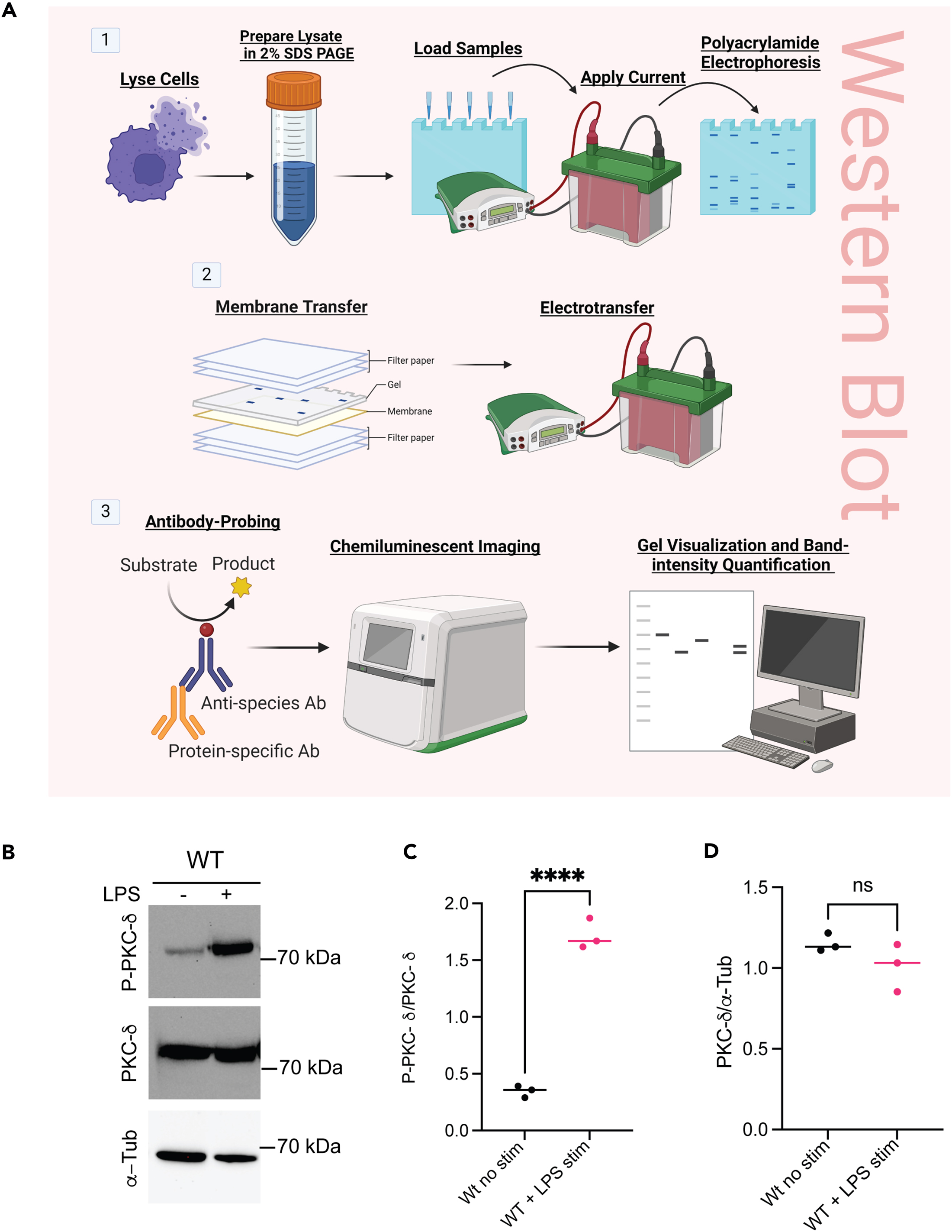 Cell Press: STAR Protocols