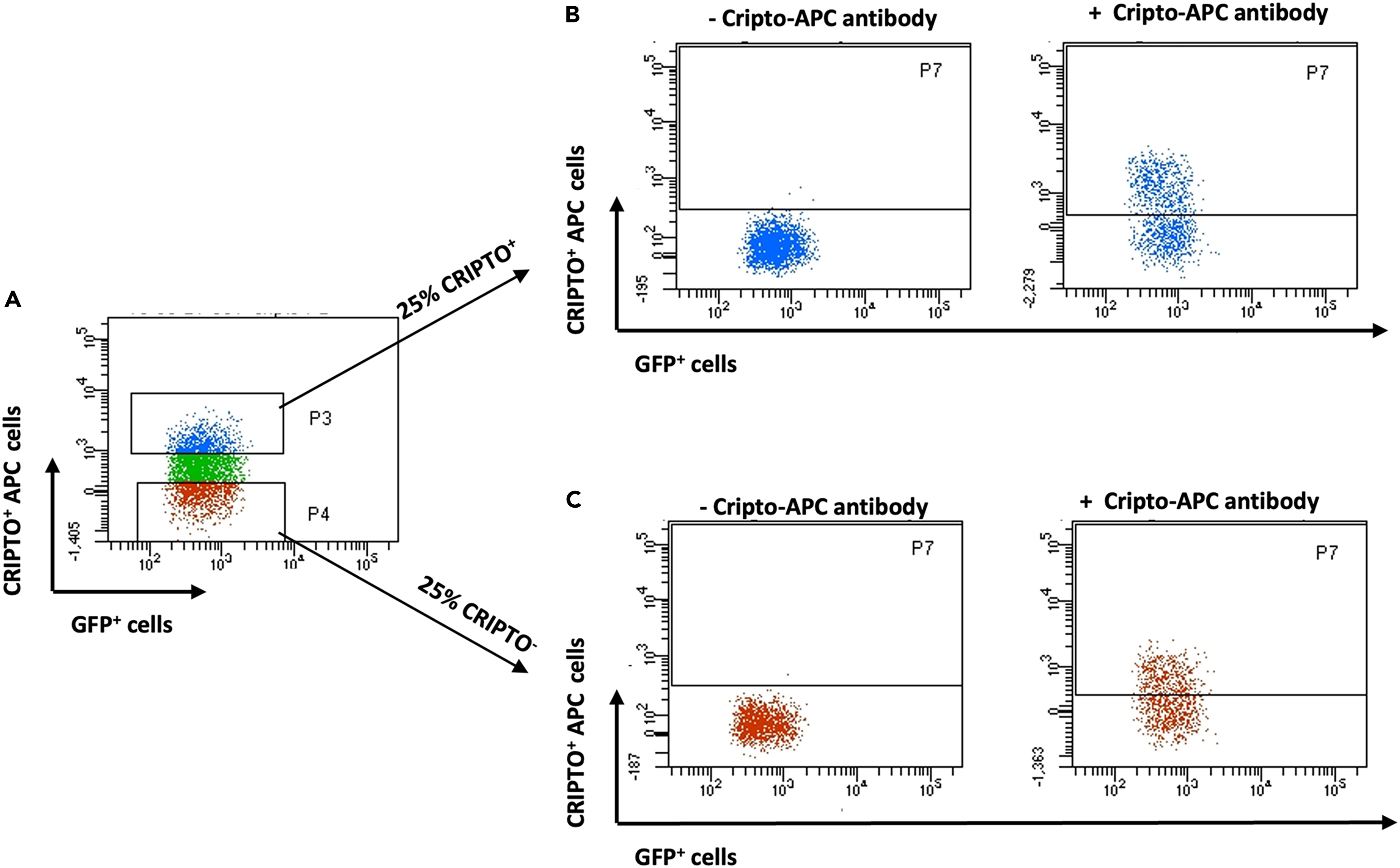 Cell Press: STAR Protocols